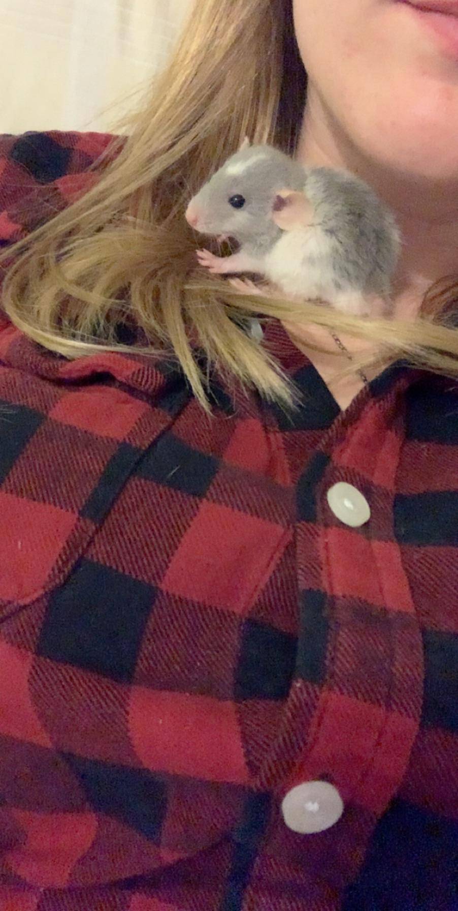 The runt of the litter. Thinking of naming him Stuart Little. | Scrolller