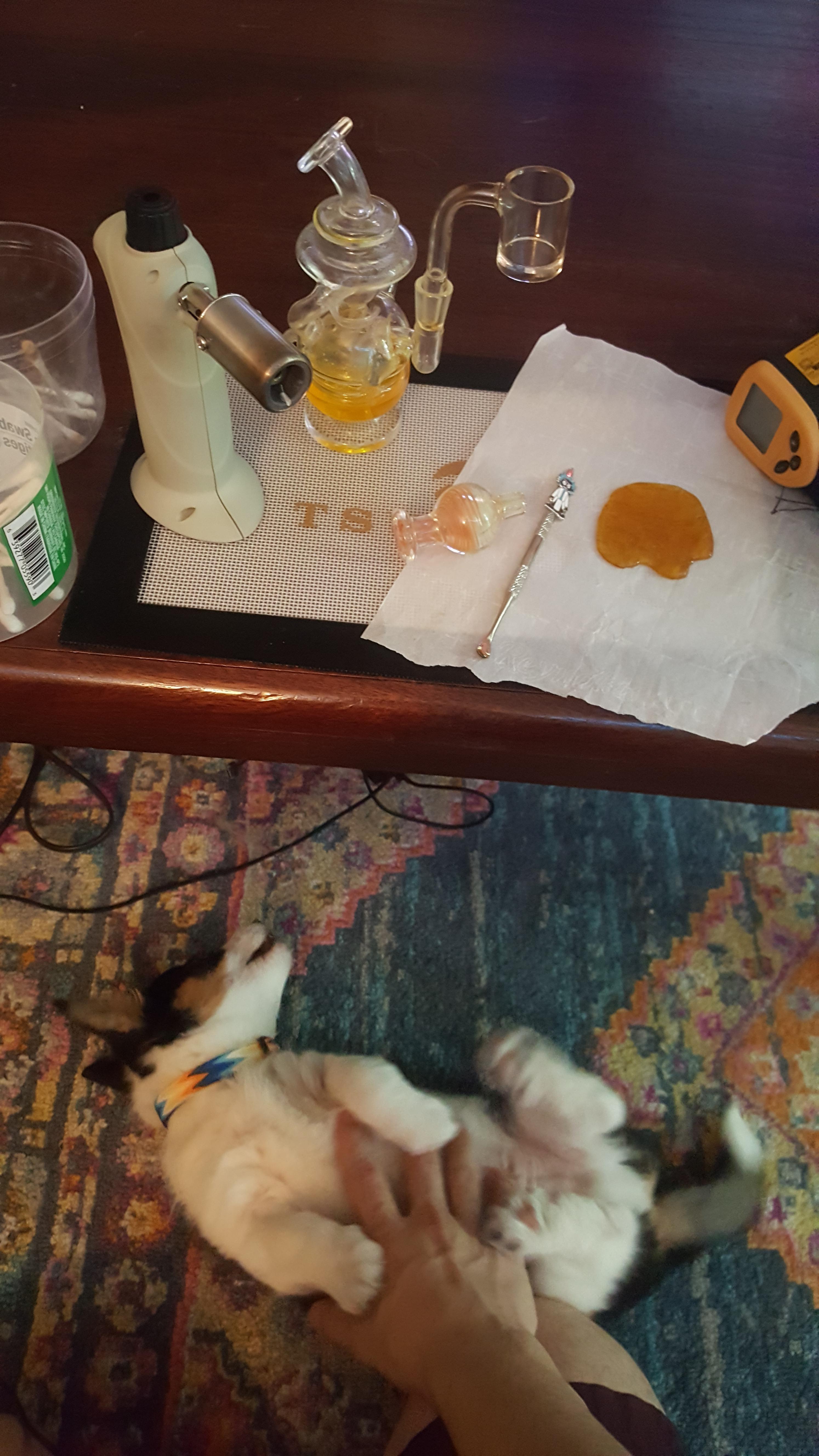 The setup today ft. Moose the corgi | Scrolller