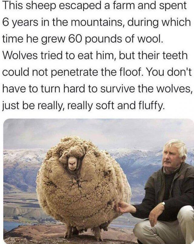 The sheep has been fluffy caw caw | Scrolller
