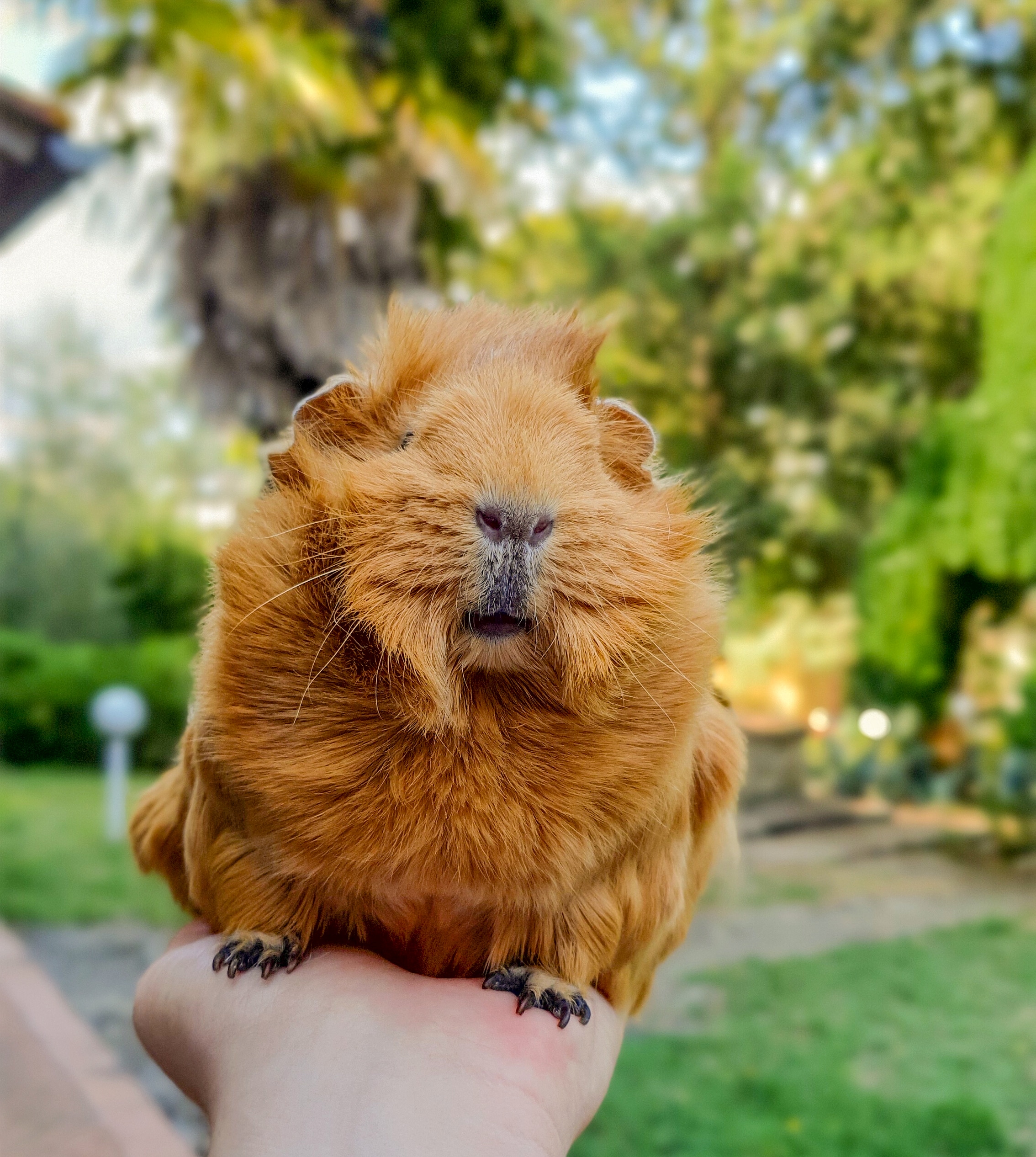 The shiny ginger has a sidequest for you! | Scrolller