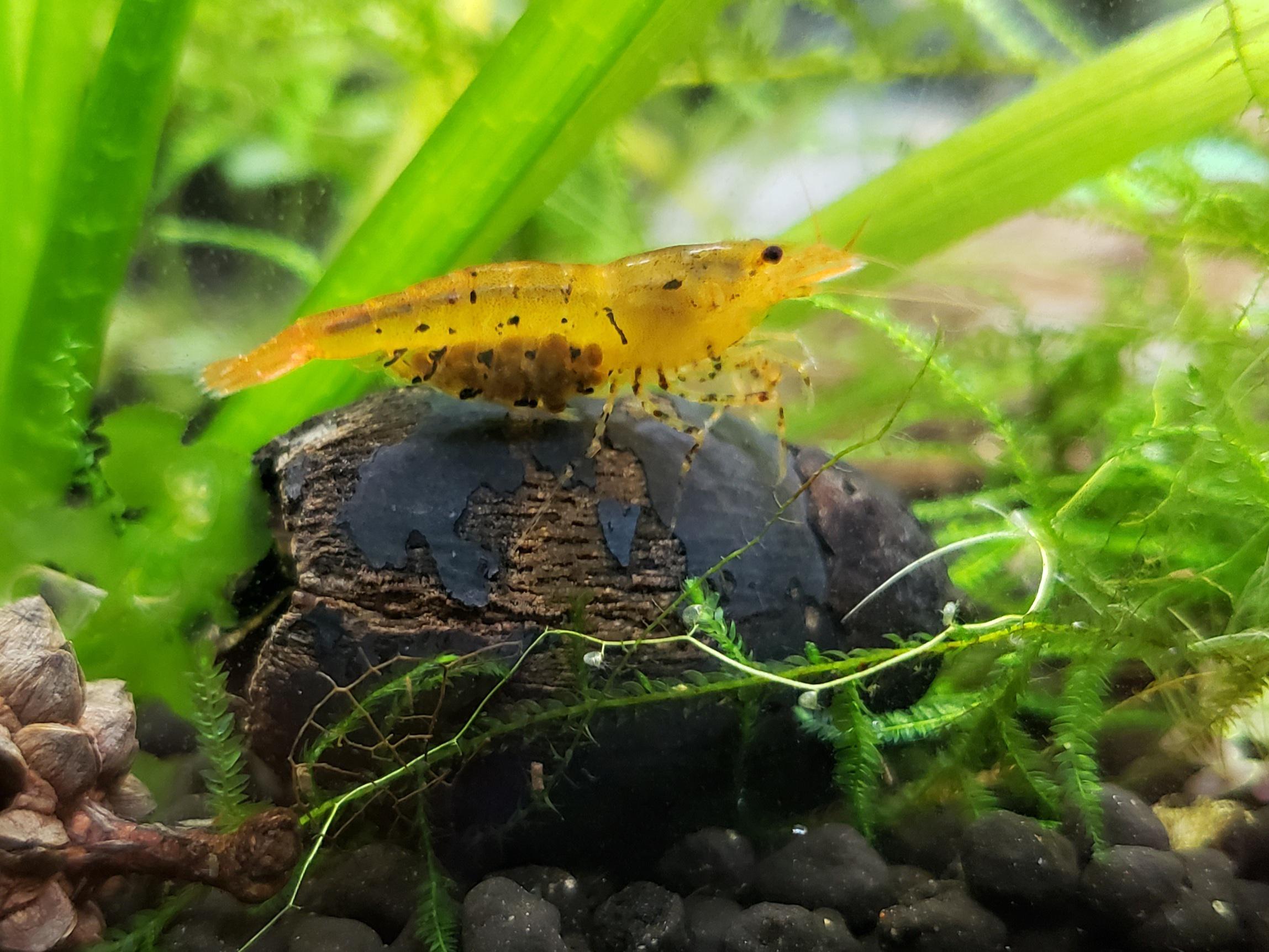 The shrimp swim with MrPuckett! | Scrolller