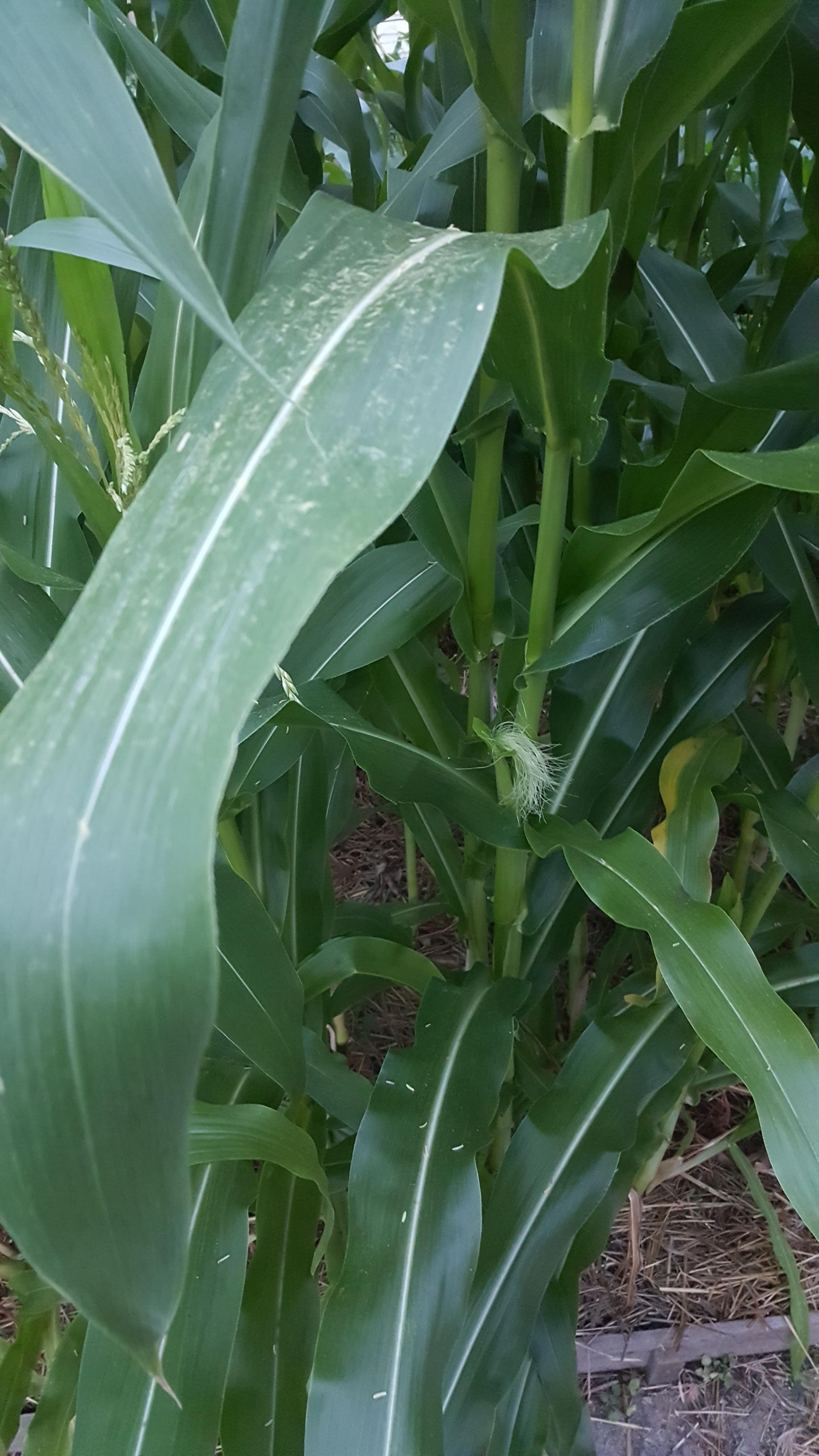 The silk was made and the pollen was spread. The day of corn conception is upon us. We will ...