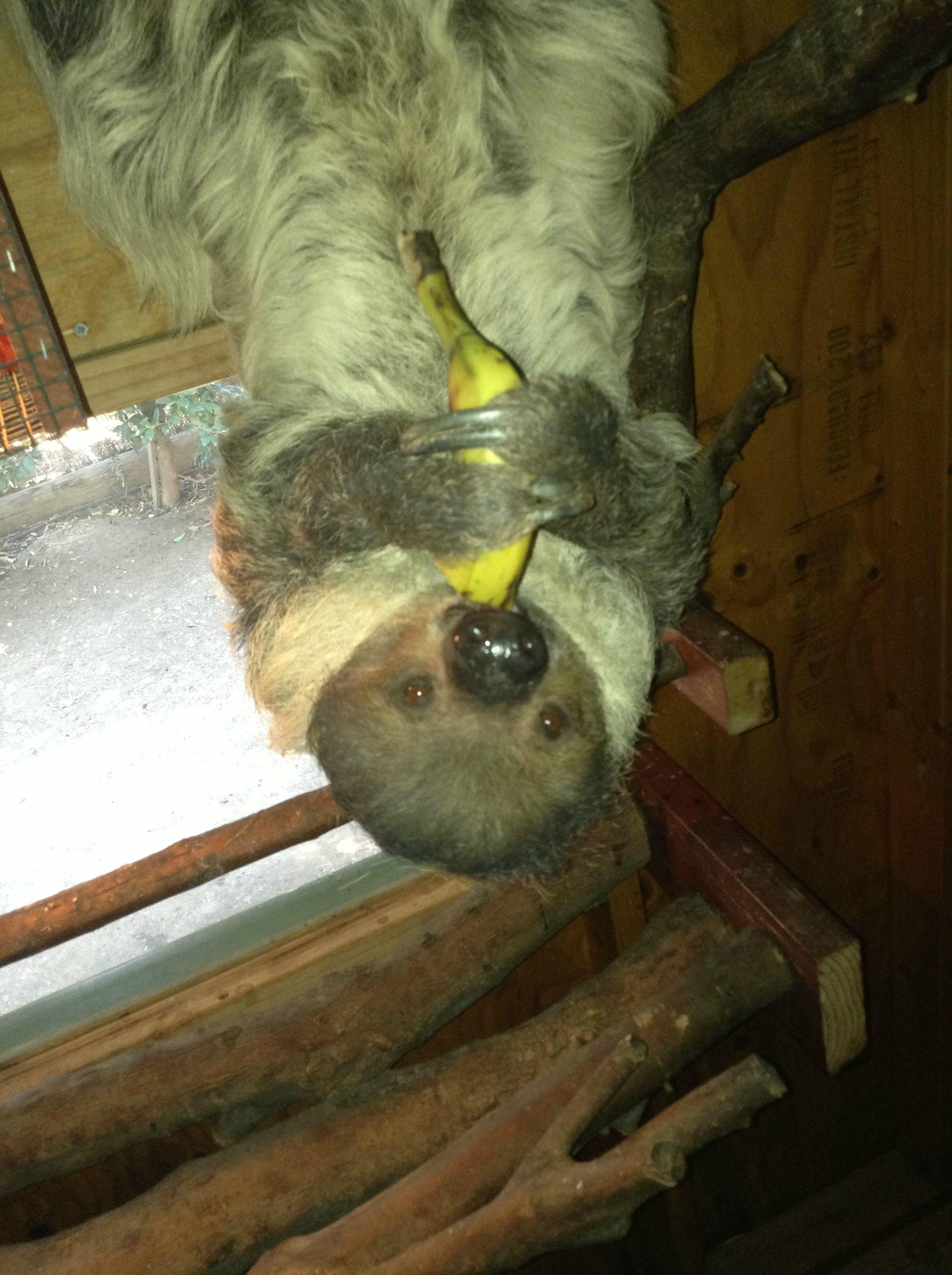 THE SLOTHS HAVE JOINED OUR CAUSE! | Scrolller