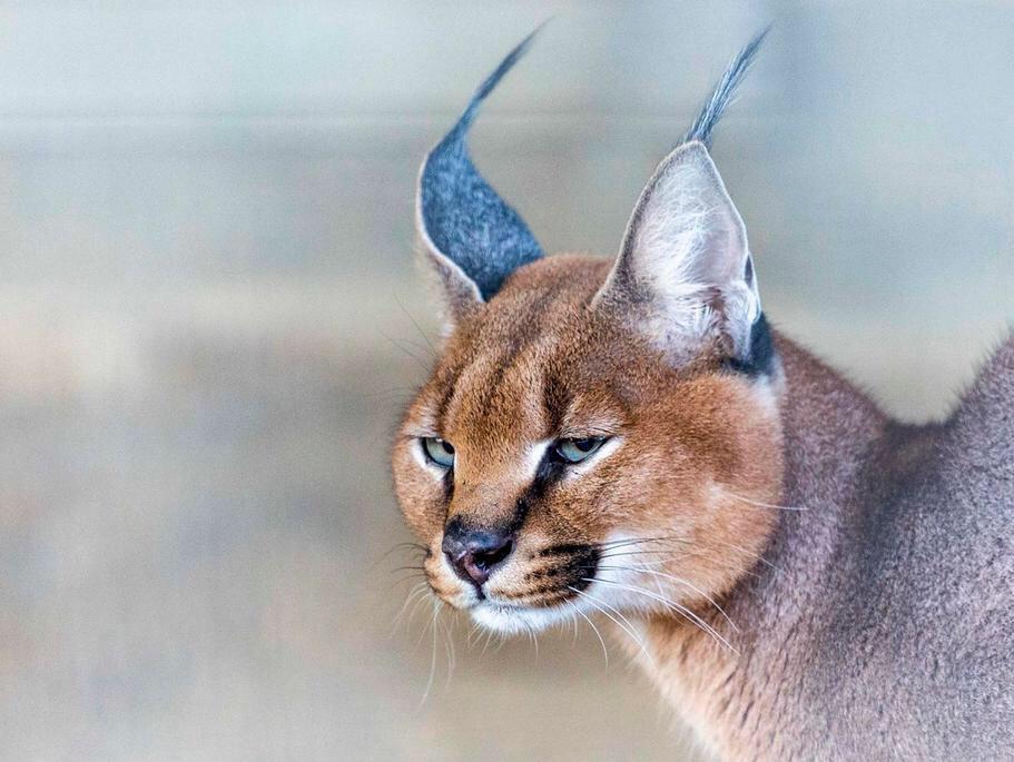 The sly floppa | Scrolller