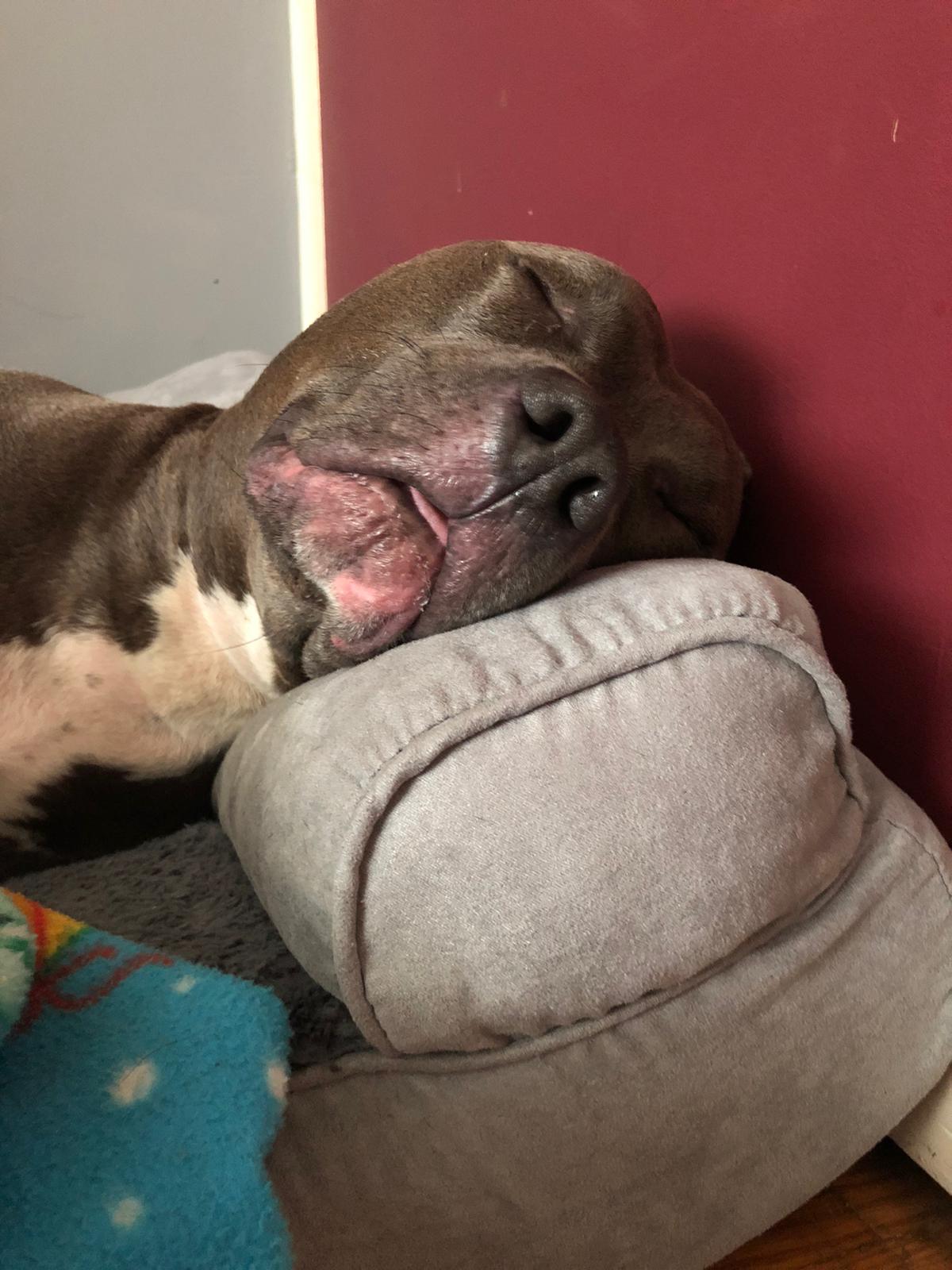 The smallest sleeping seal mlem. | Scrolller