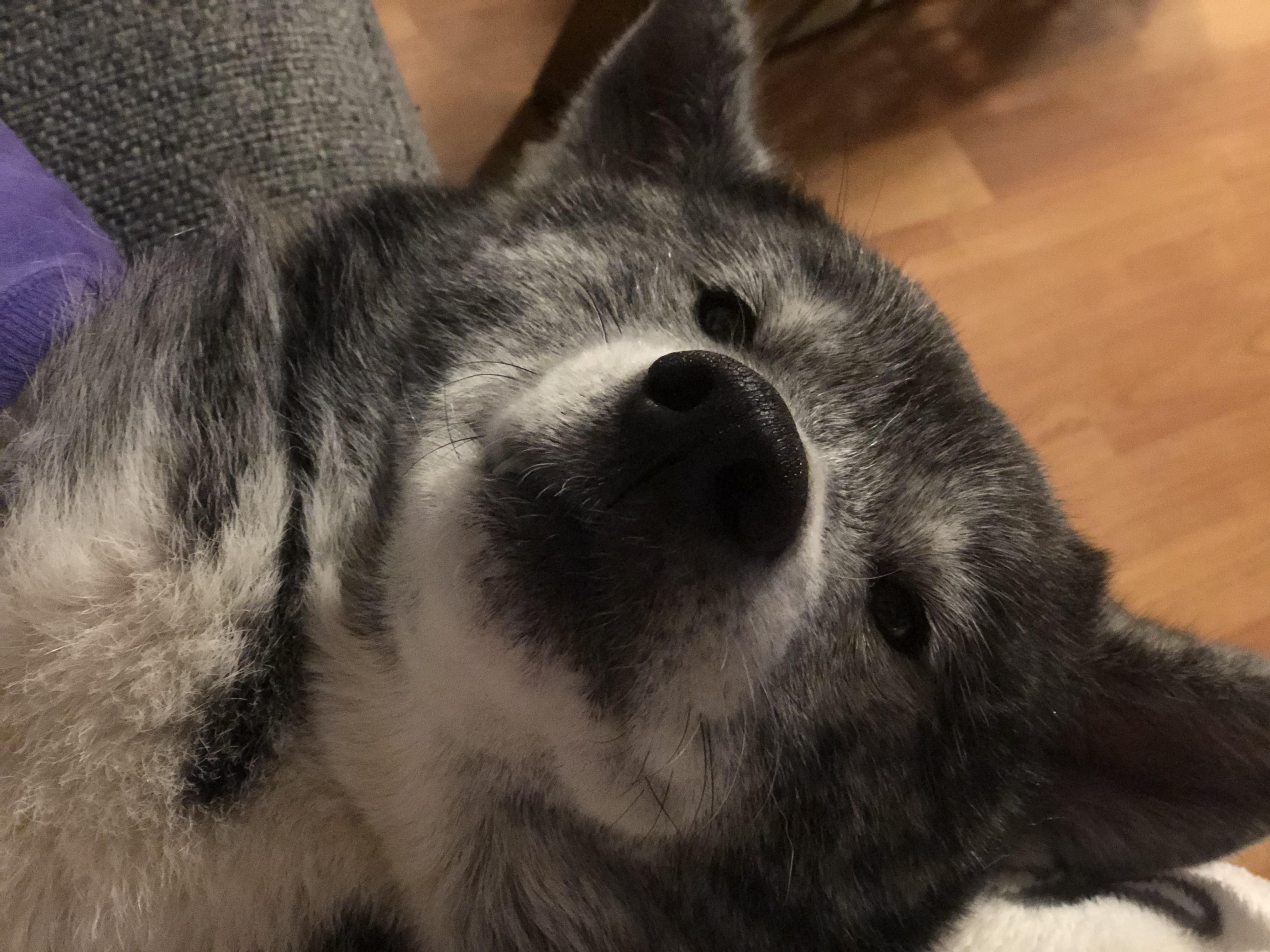 The smug look of gettin dem belly rubs | Scrolller