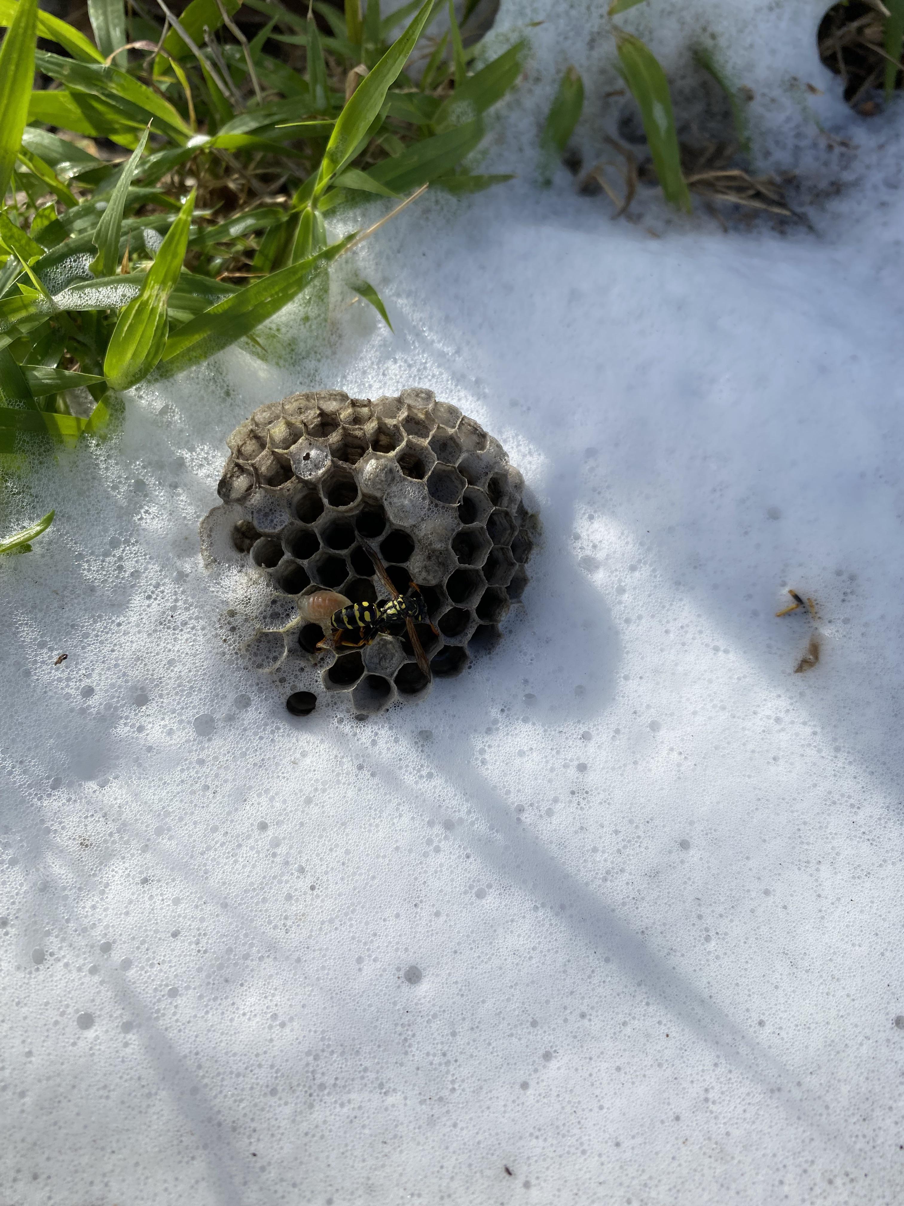 The source of my trypophobia | Scrolller