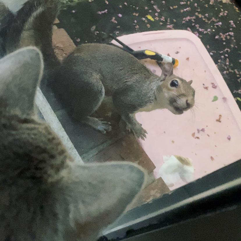 The standoff | Scrolller