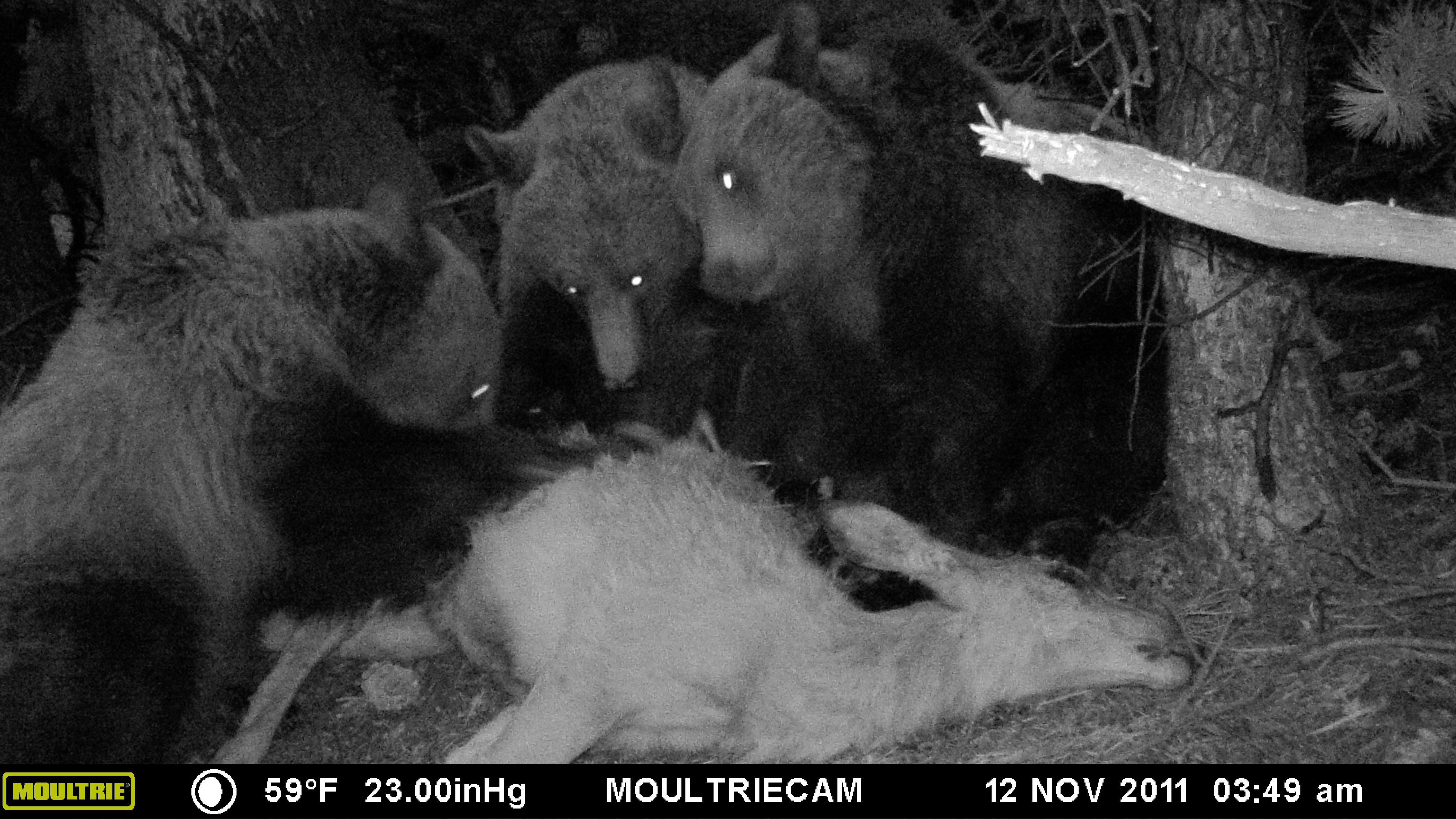 The Story of the 3 bears | Scrolller