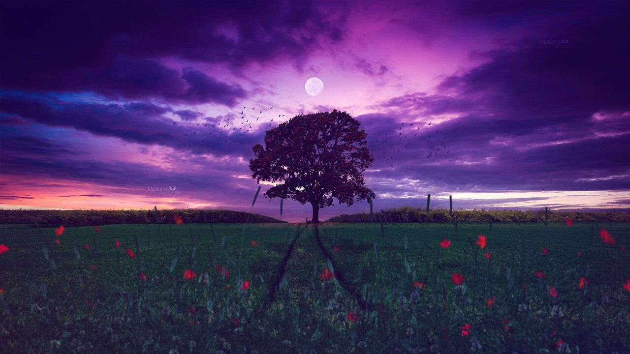The Sunset Tree by Gene Raz von Edler | Scrolller