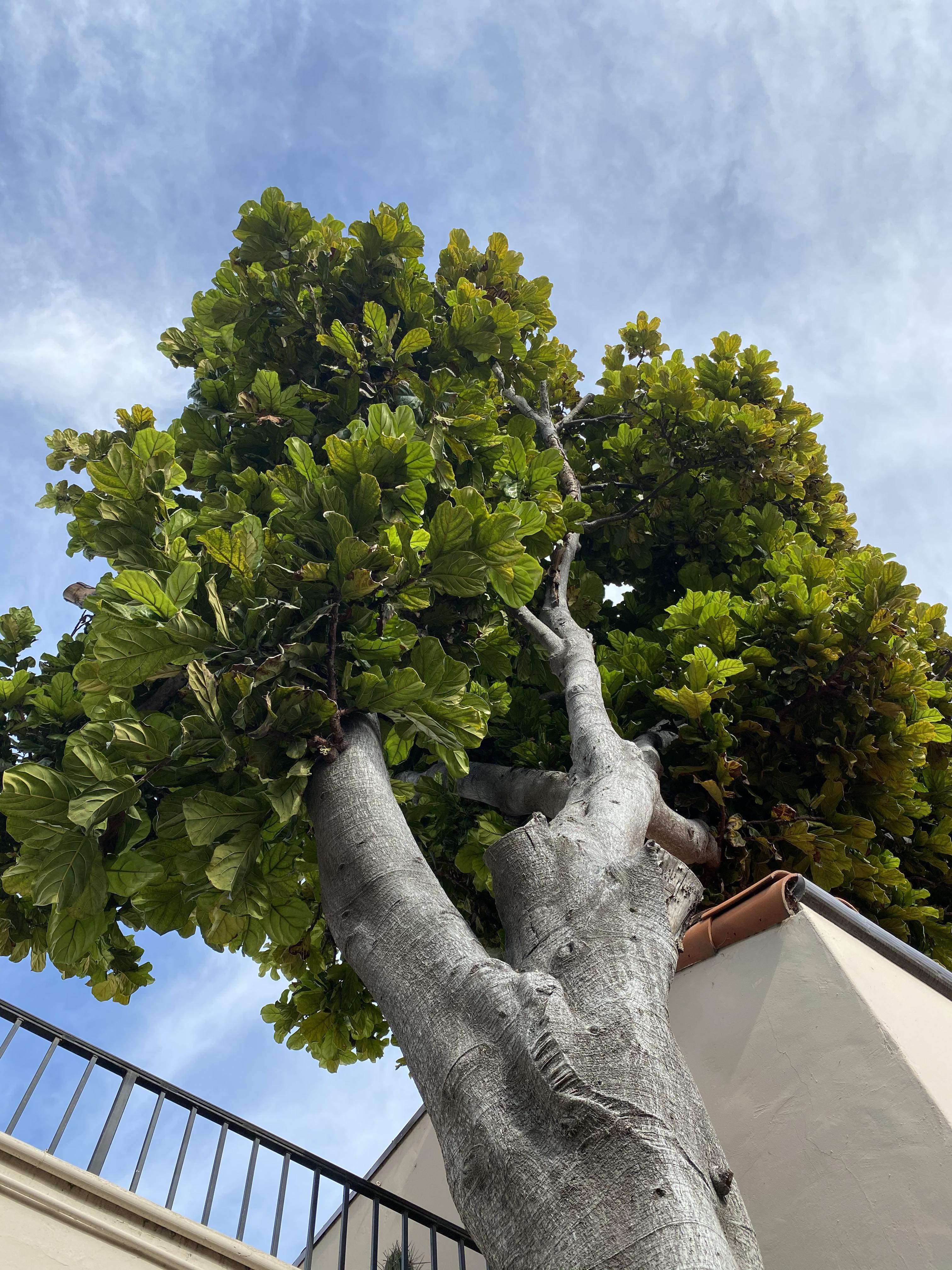 The tallest fiddle leaf fig I’ve ever seen! 😮 | Scrolller