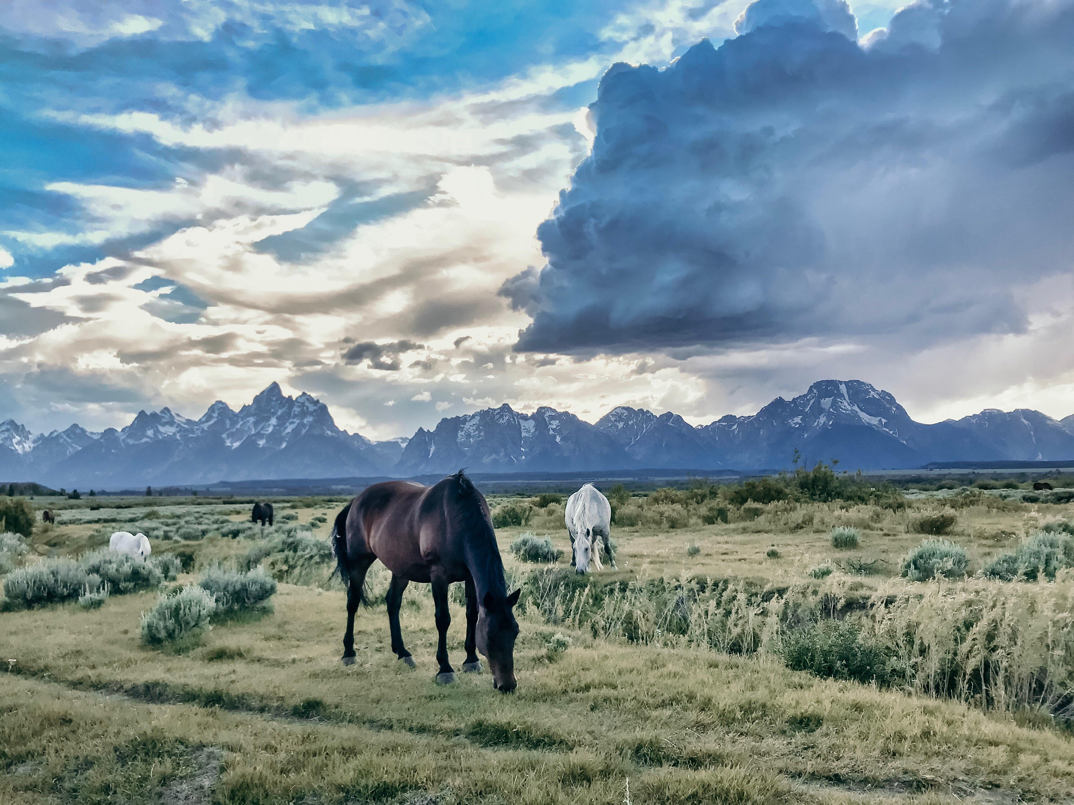 The Tetons! | Scrolller