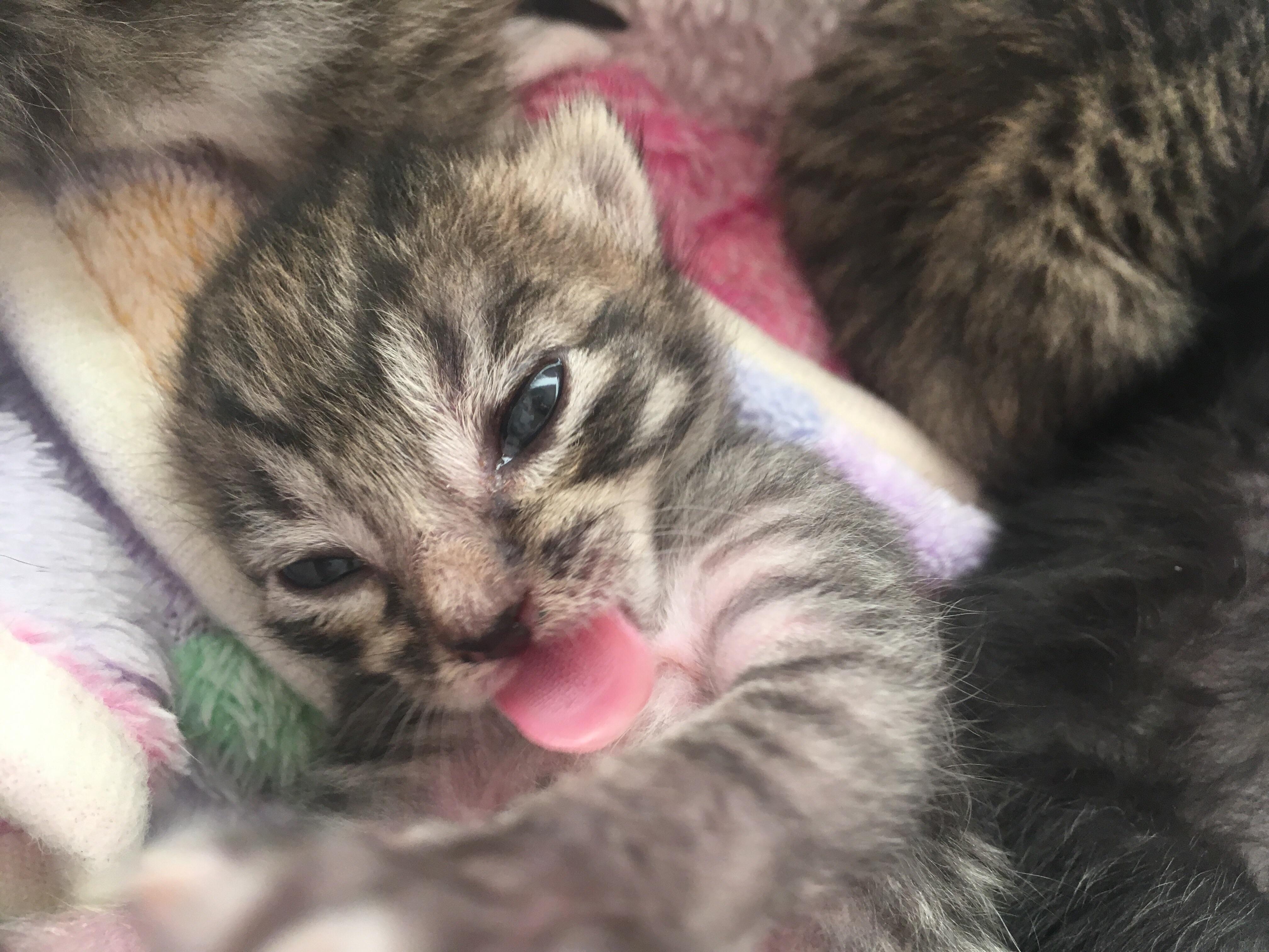 The tiniest, but BIGGEST mlem ever! | Scrolller