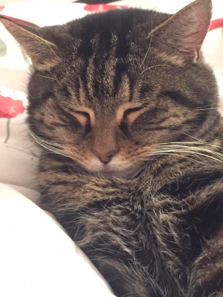 The tinniest mlem | Scrolller