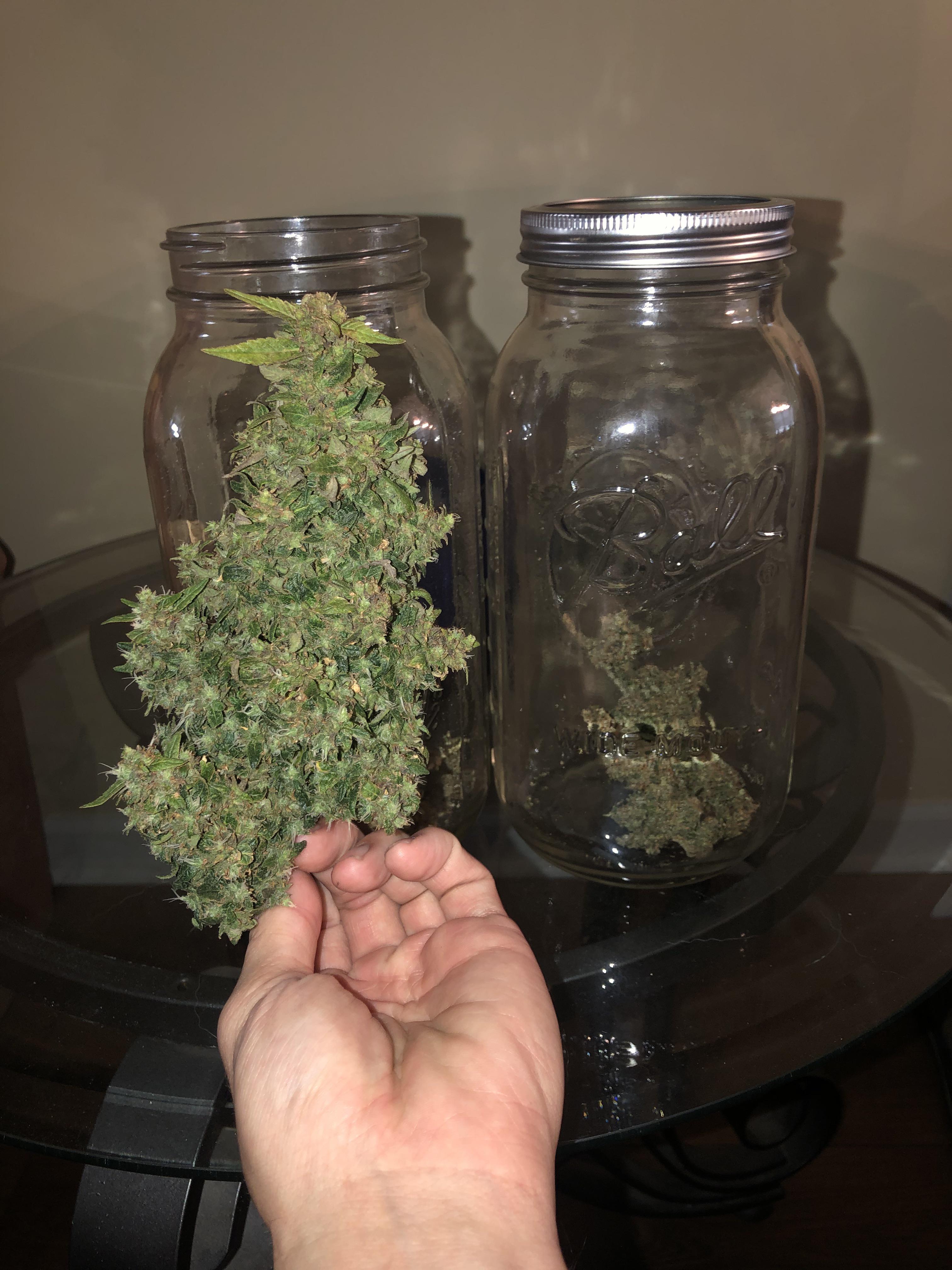 The top from my main cola. Unknown strain | Scrolller