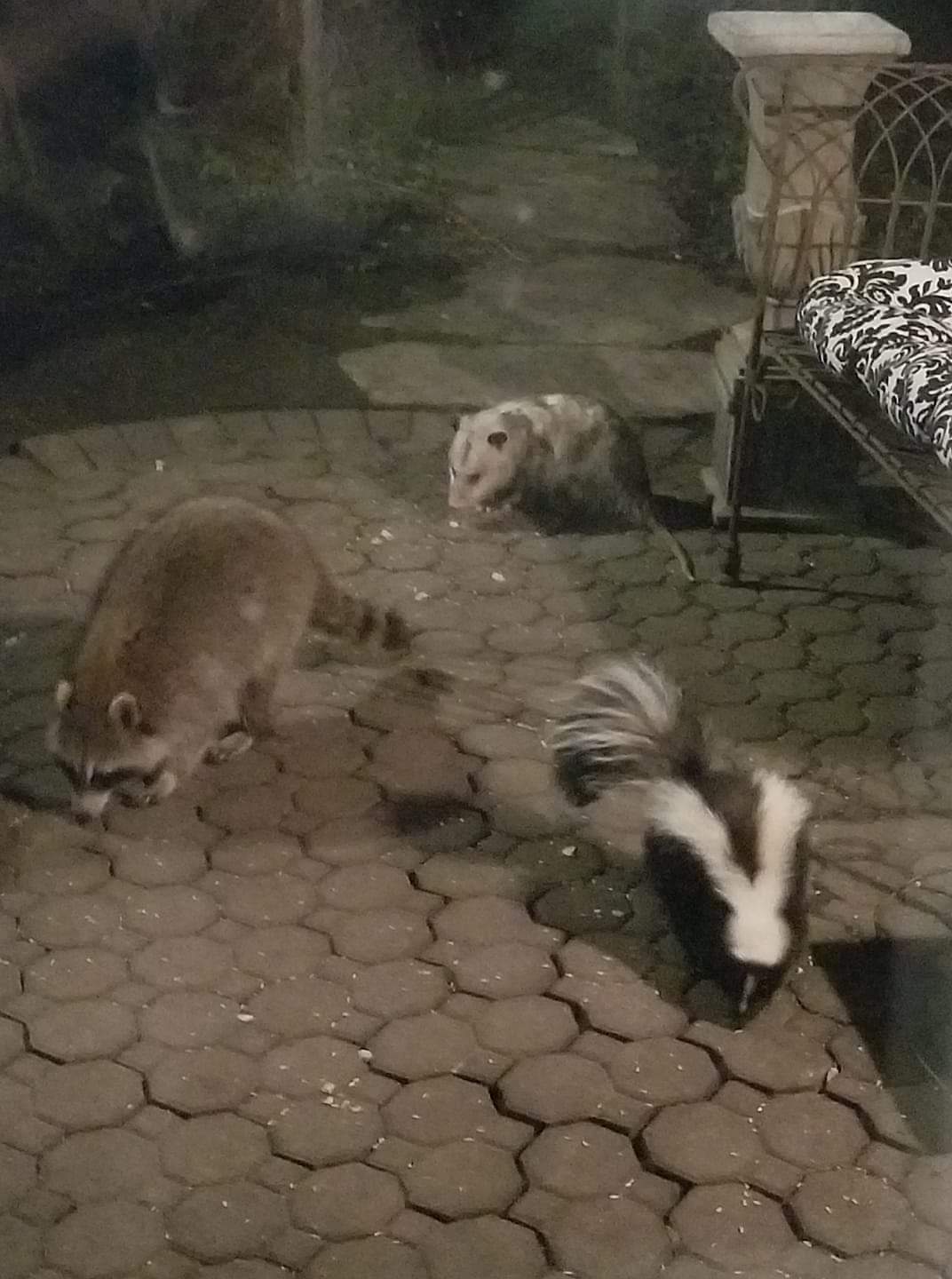 The trash Trio | Scrolller