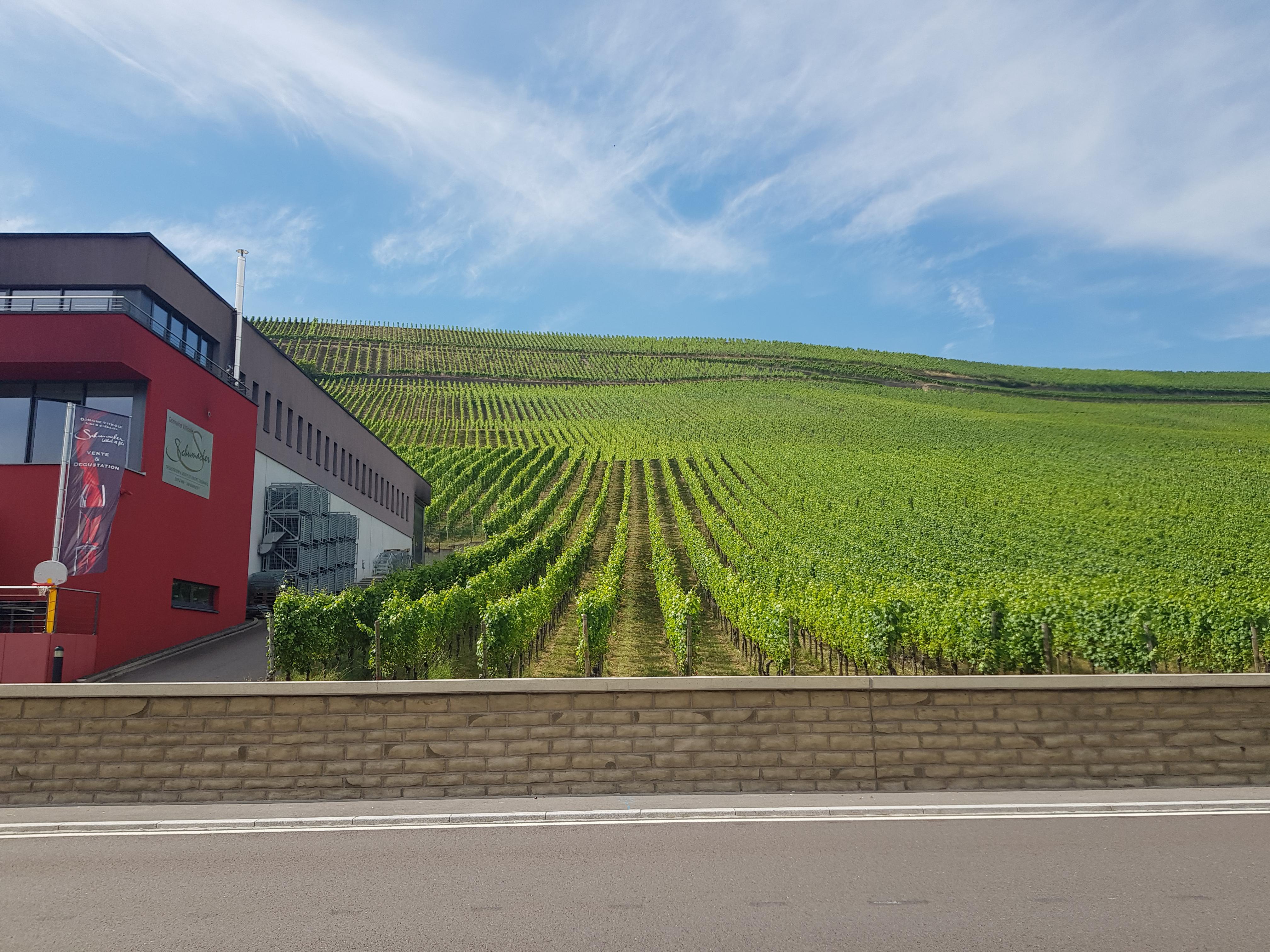 The vineyards along the mosele are beautiful! | Scrolller