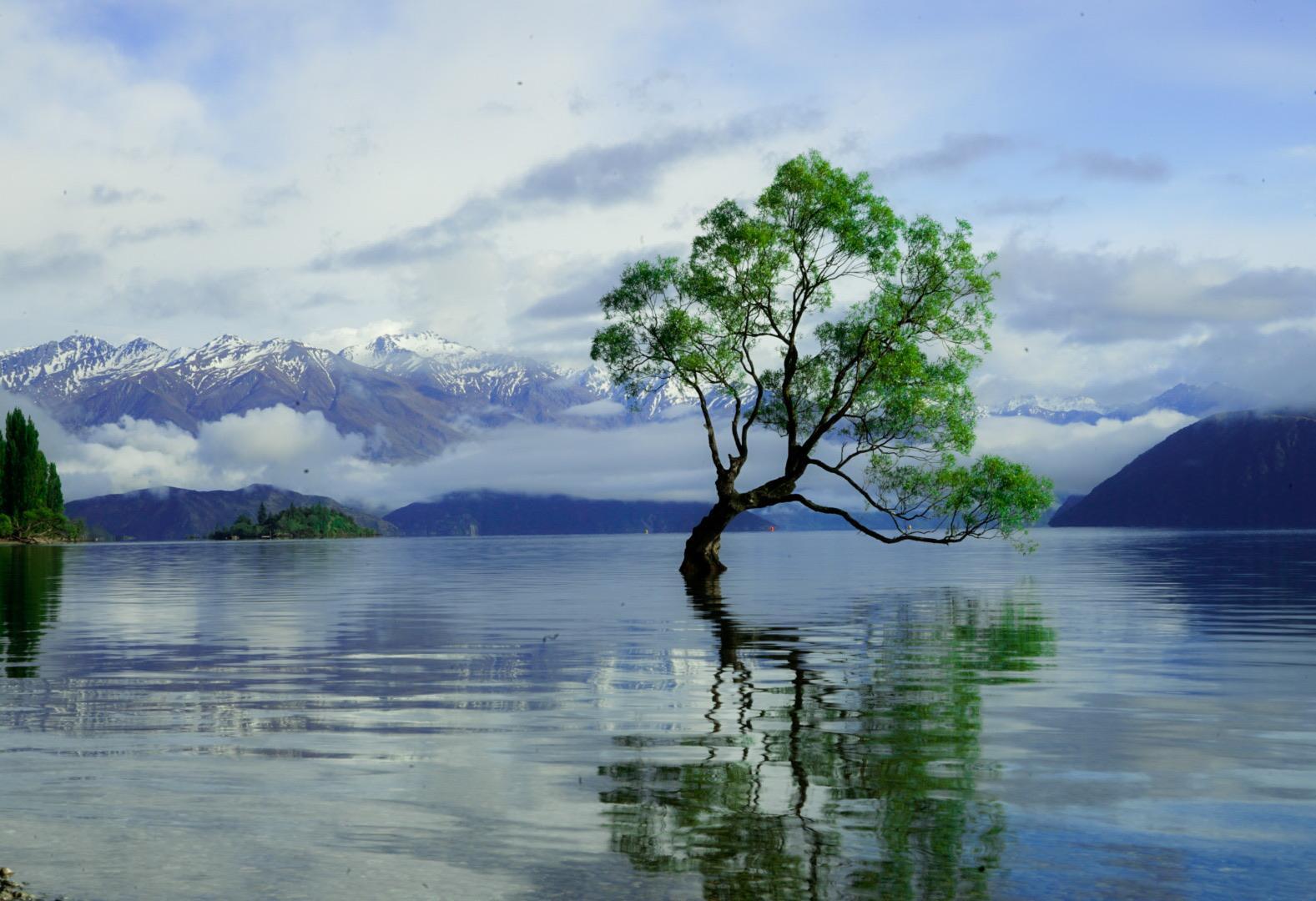 The Wanaka Tree, Lake Wanaka. | Scrolller