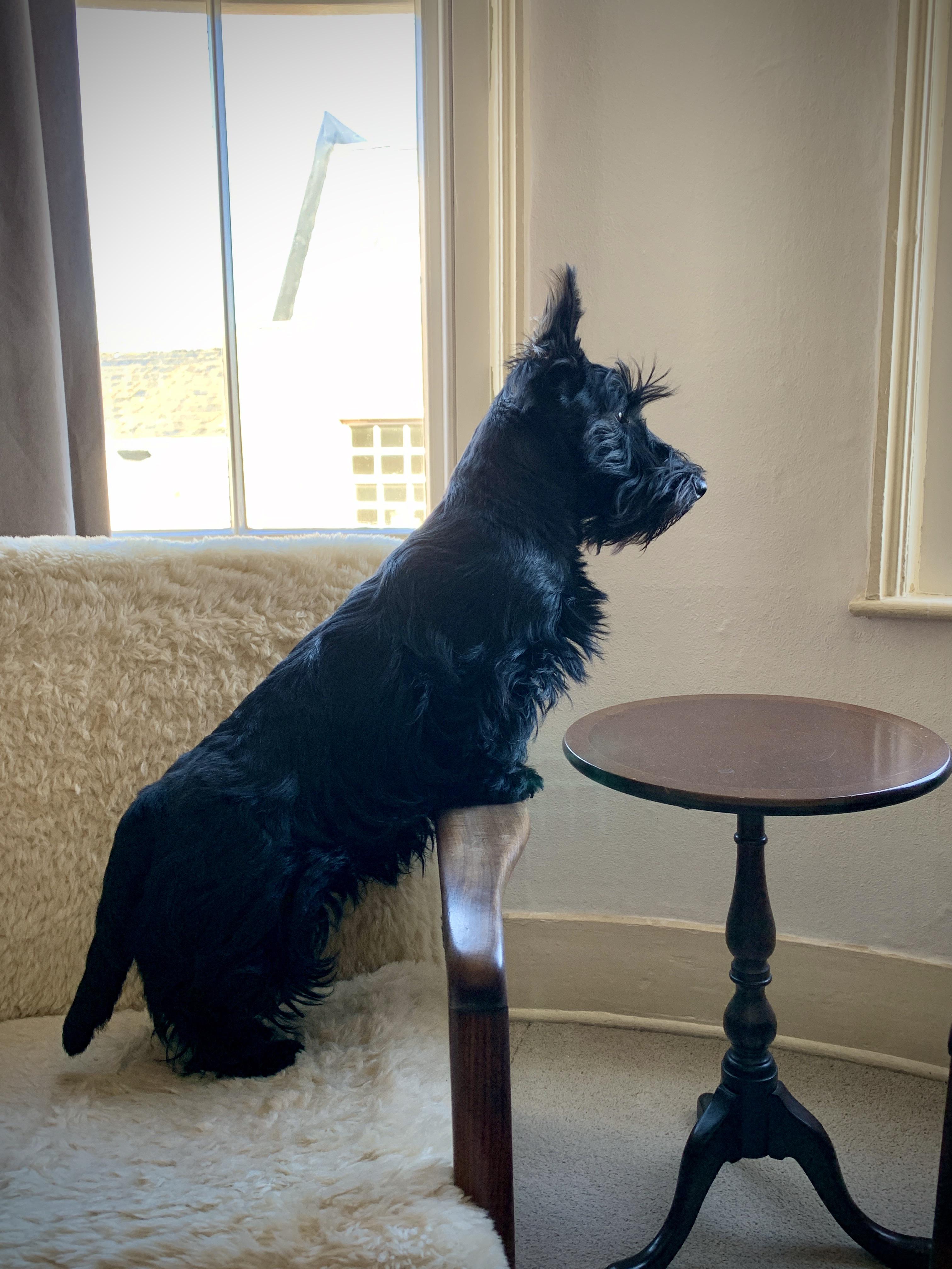 The Watcher | Scrolller