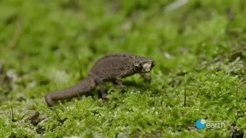 The world's smallest chameleons, in Madagascar | Scrolller