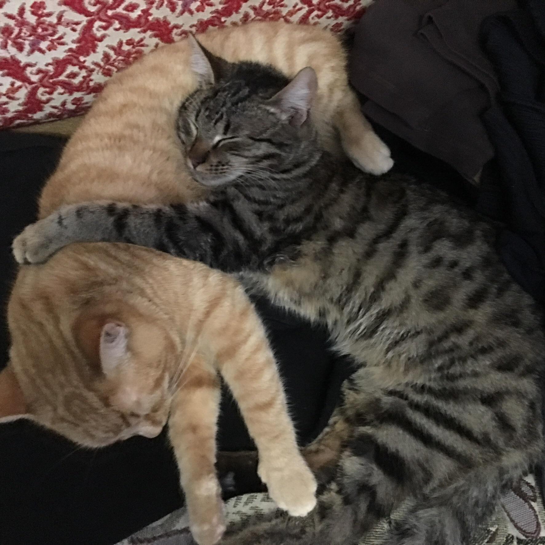 The ying yang cuddle. | Scrolller