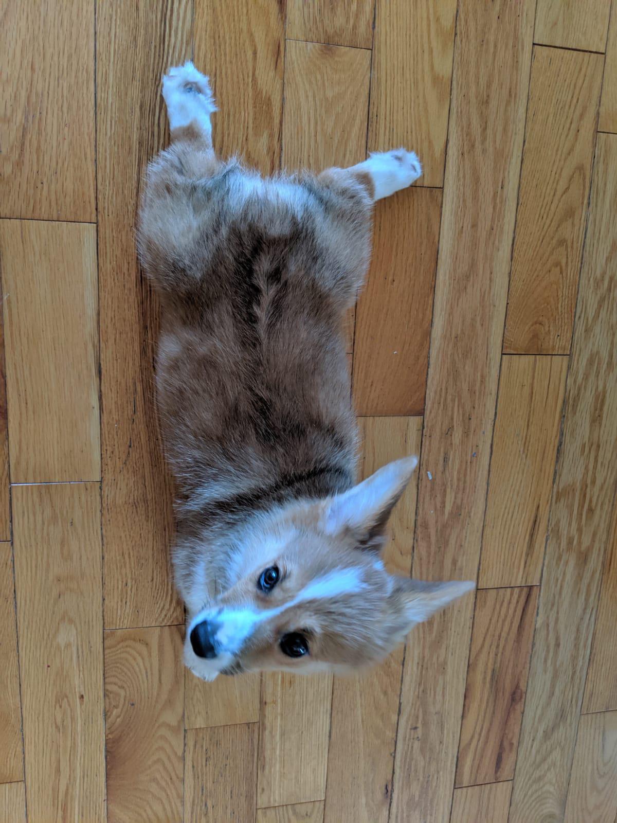 Theo Doing A Sploot | Scrolller