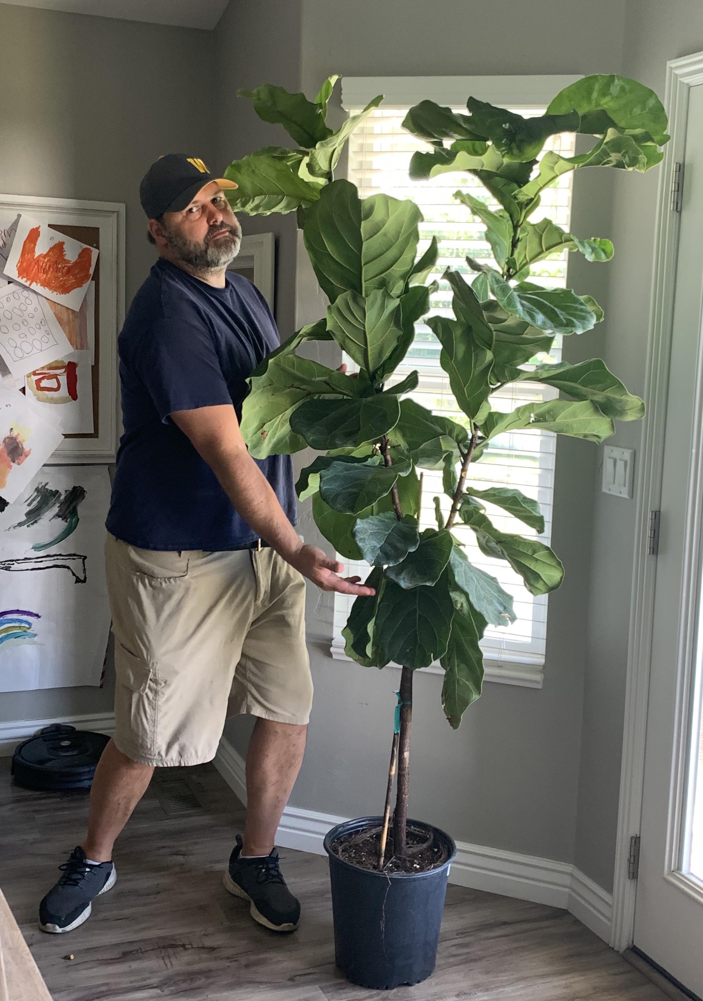 There is no hotter dude than one who brings you home a huge fiddle leaf fig. | Scrolller