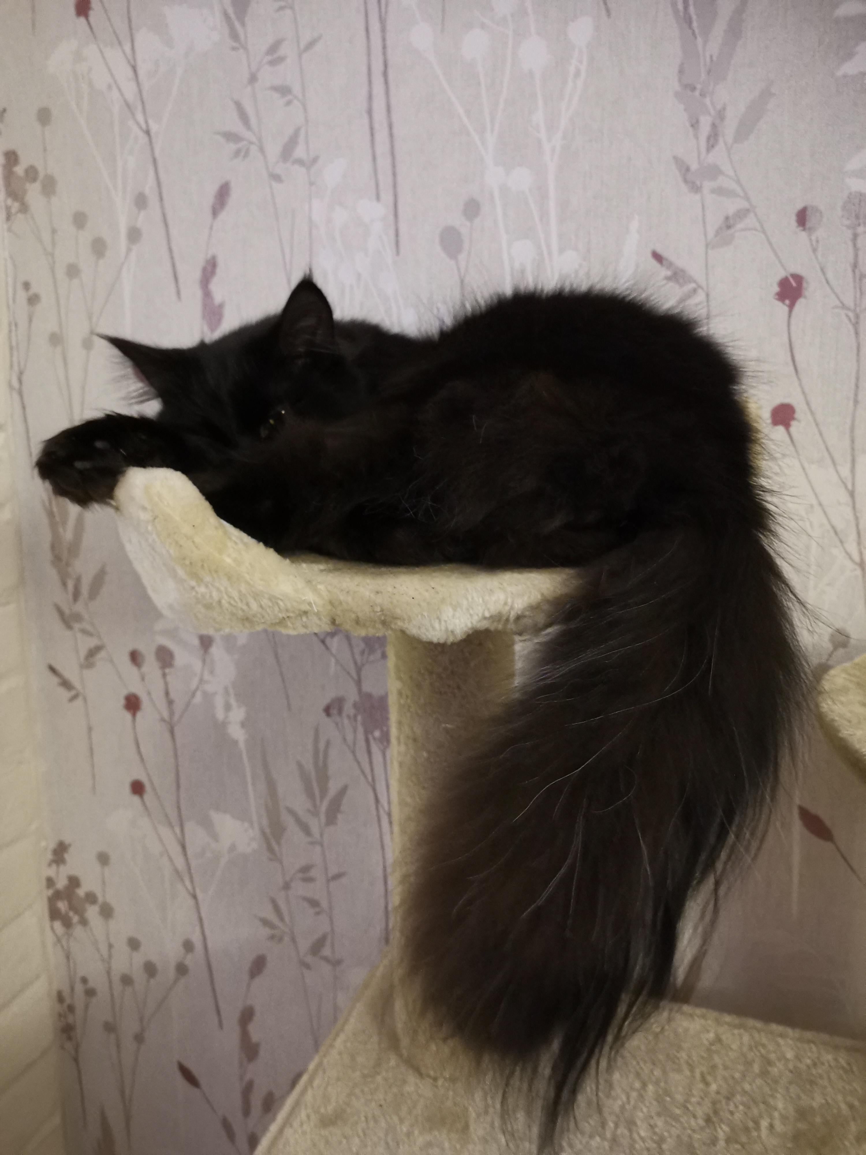 There's a blob of cat here, somewhere. | Scrolller