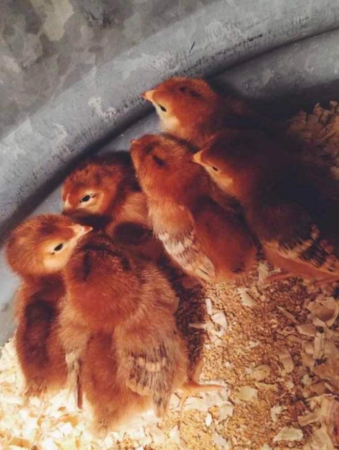 these are my brothers baby chicks! | Scrolller