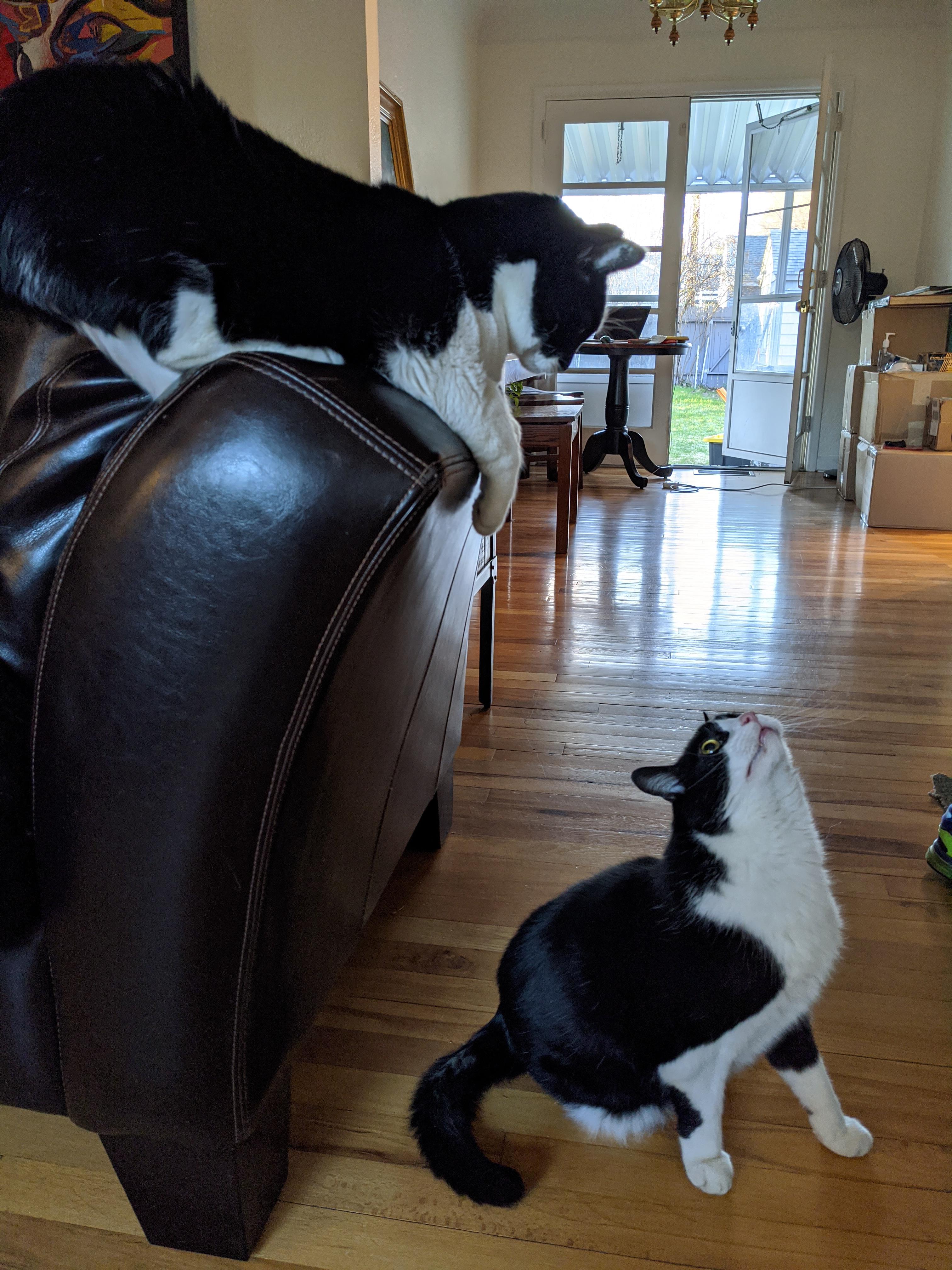 These two... | Scrolller