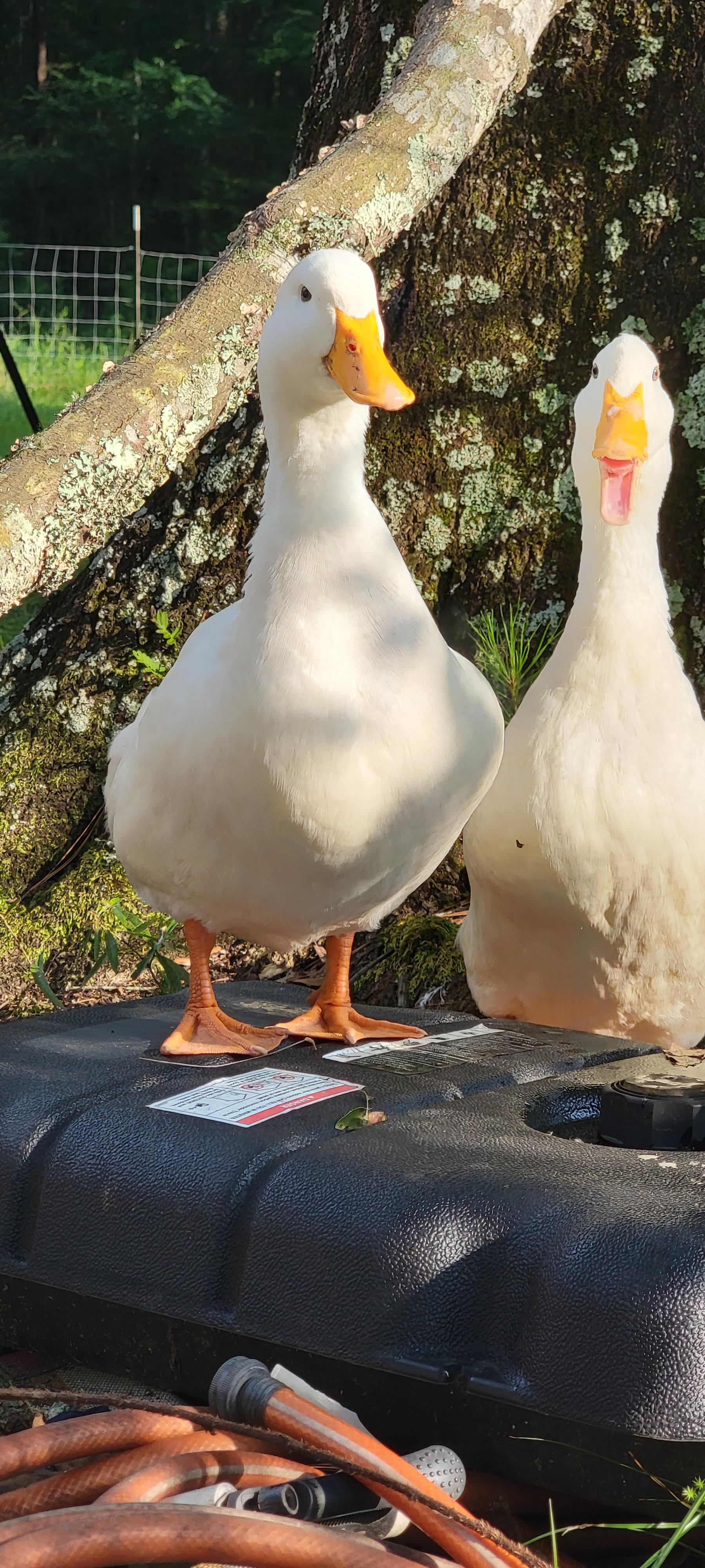 These two accurately represent my last brain cells. | Scrolller