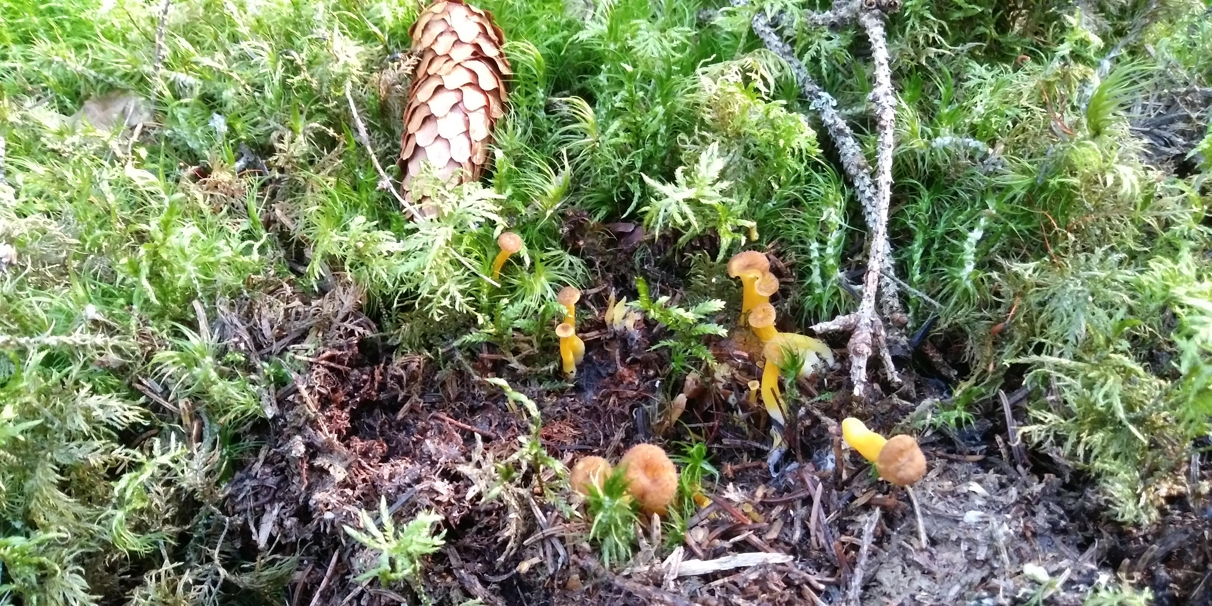 They are finally coming! (Funnel chanterelles) | Scrolller