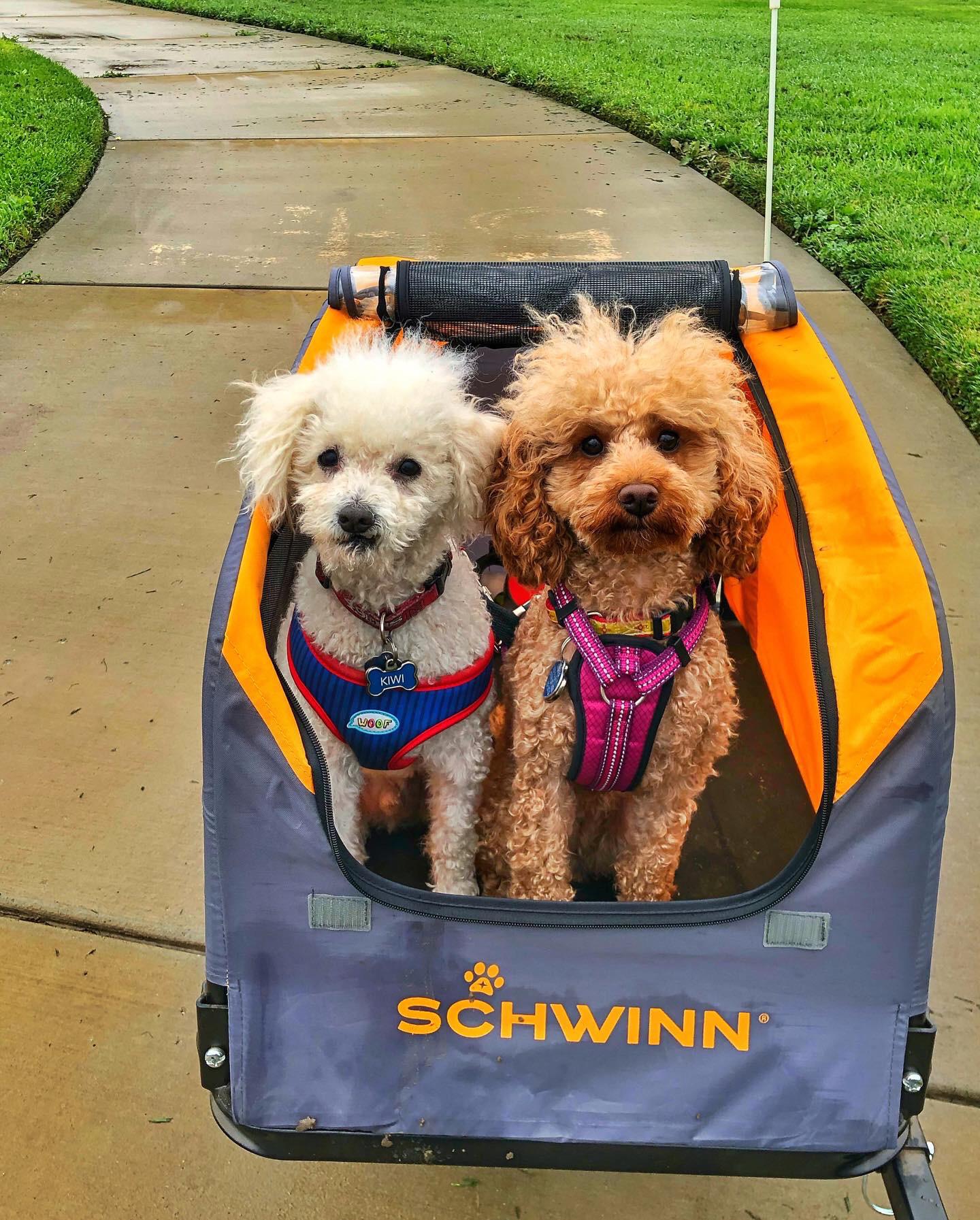 They love bike rides! | Scrolller