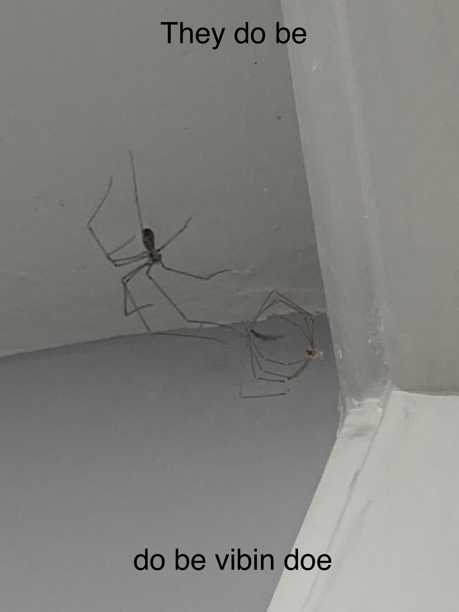 They vibin | Scrolller