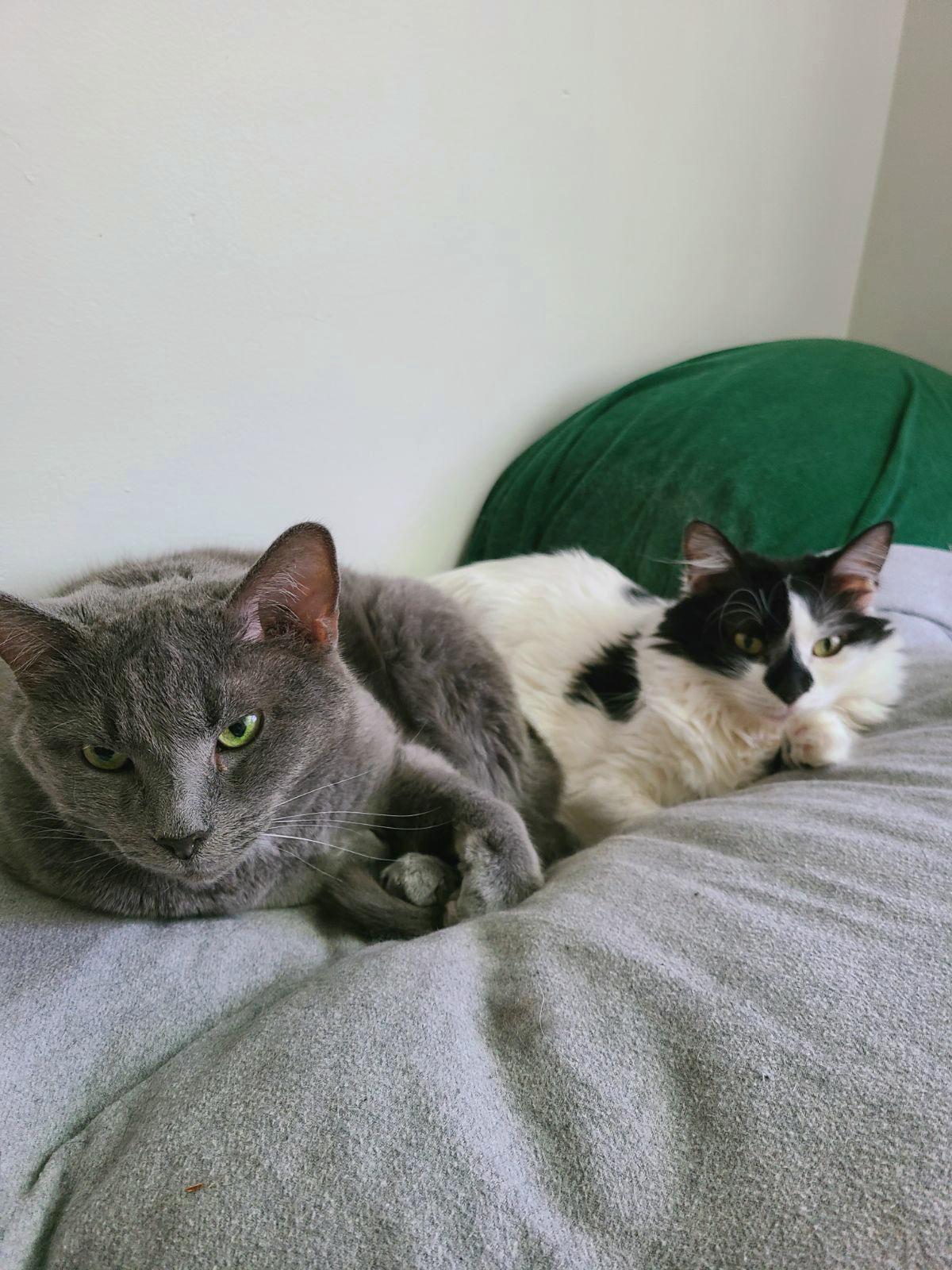 They weren't happy I interrupted the cuddle puddle. | Scrolller