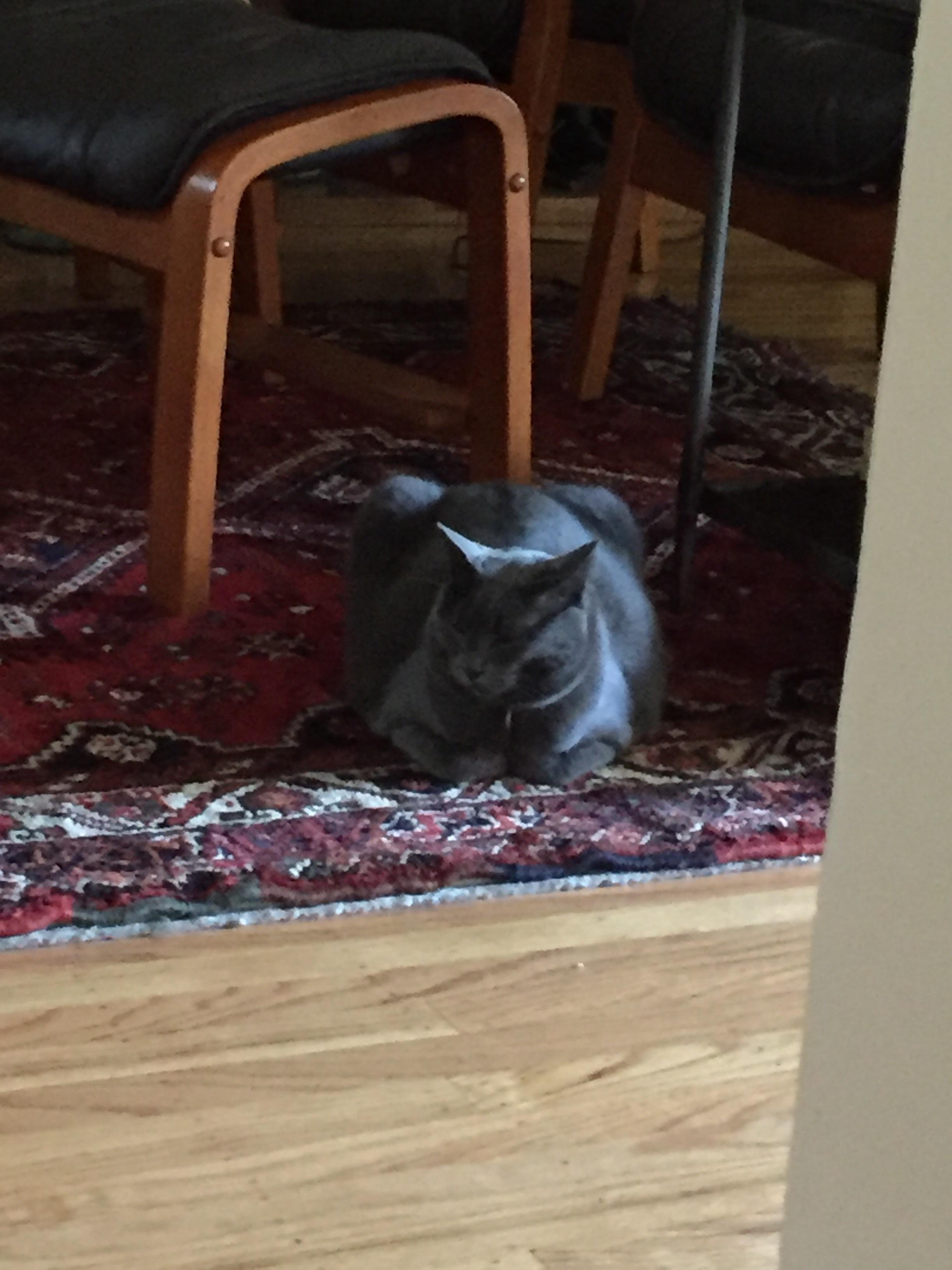 Thicc boi | Scrolller