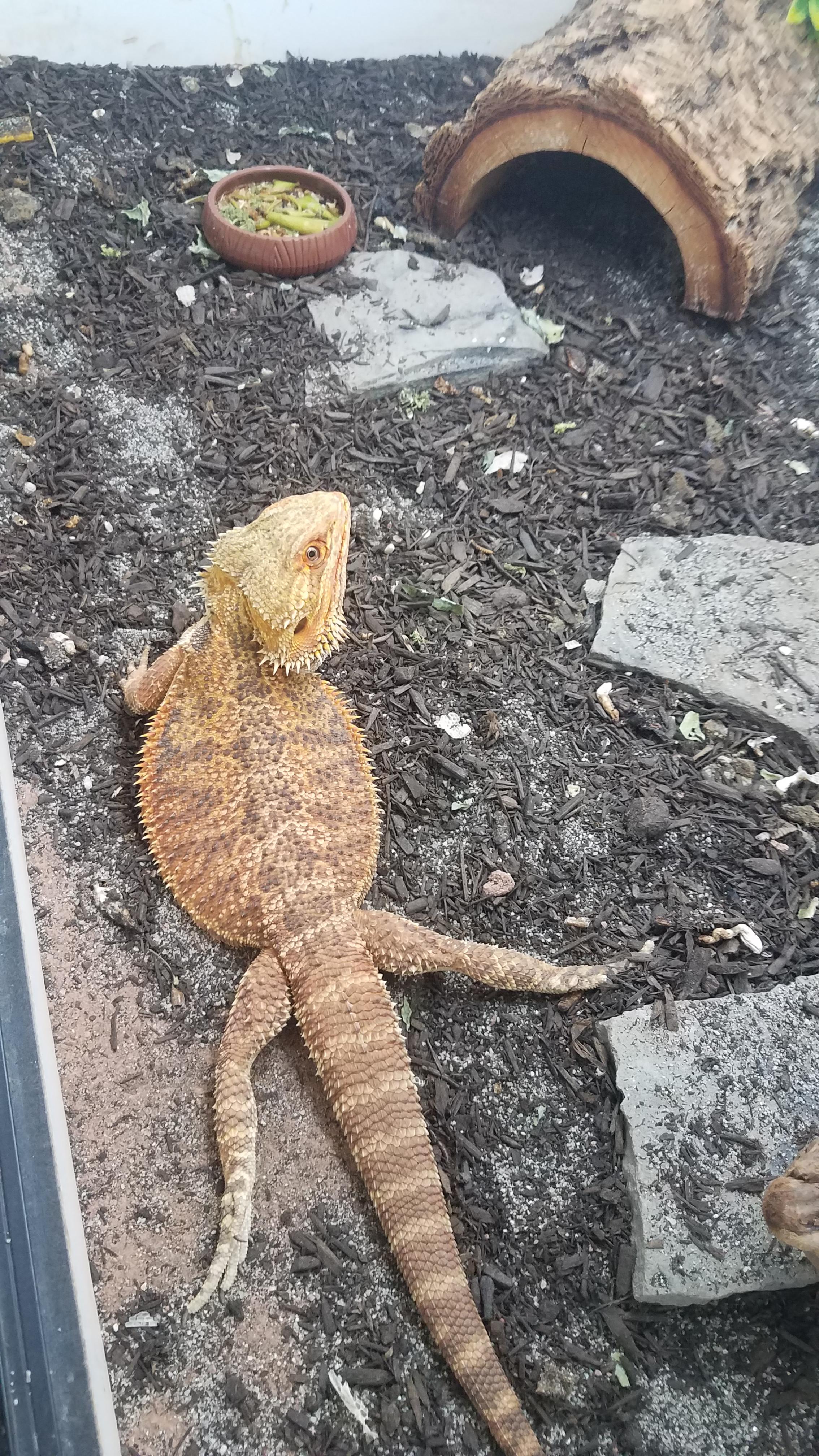 Thicc lizard | Scrolller