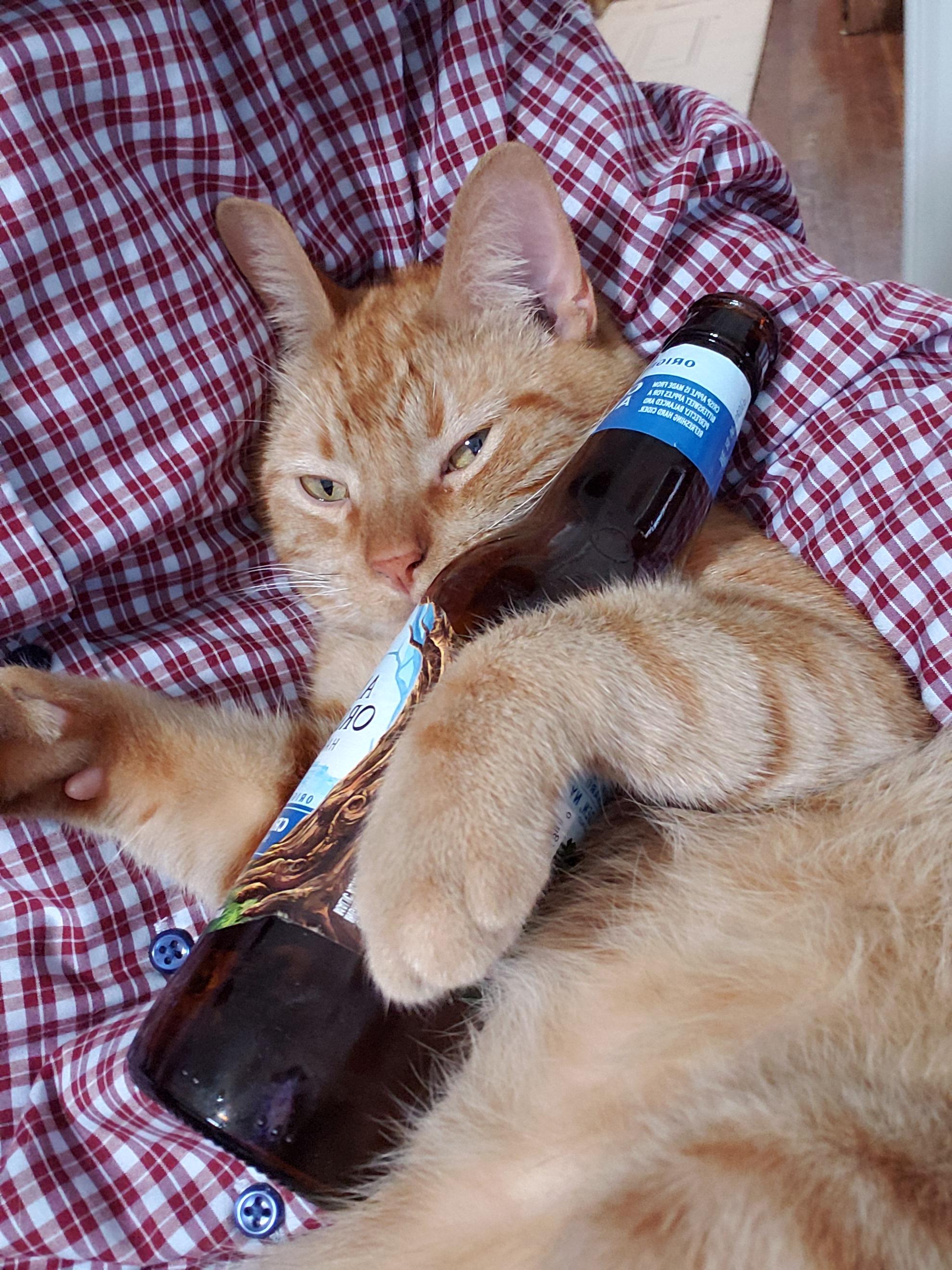 Think my cat has a drinking problem | Scrolller