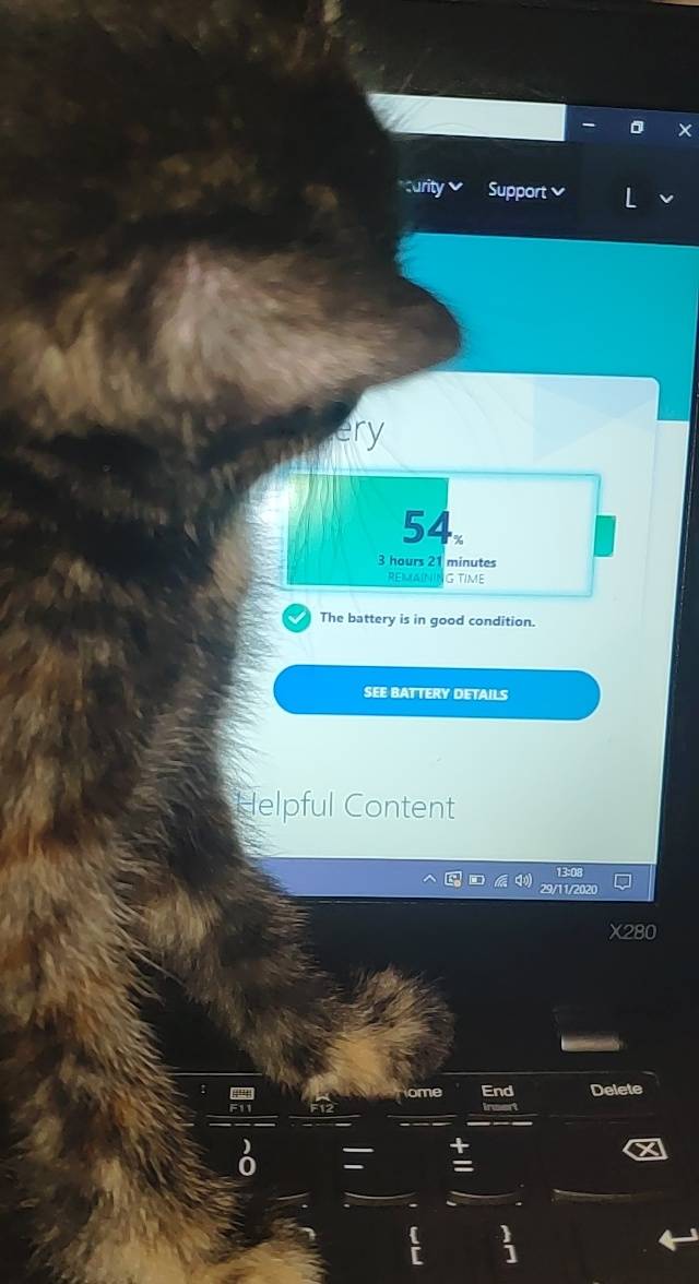ThinkKitty checking her battery life!! | Scrolller