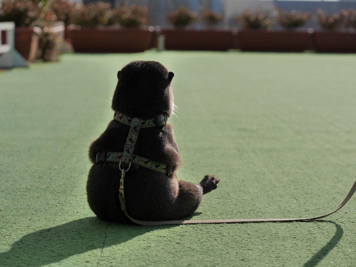 Thinking otter | Scrolller