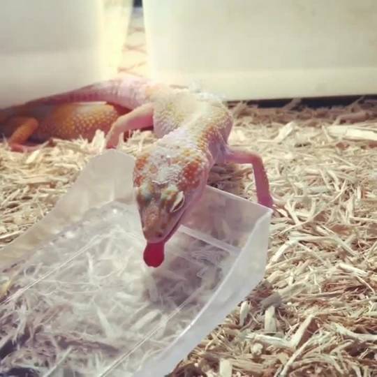 Thirst, satisfied | Scrolller