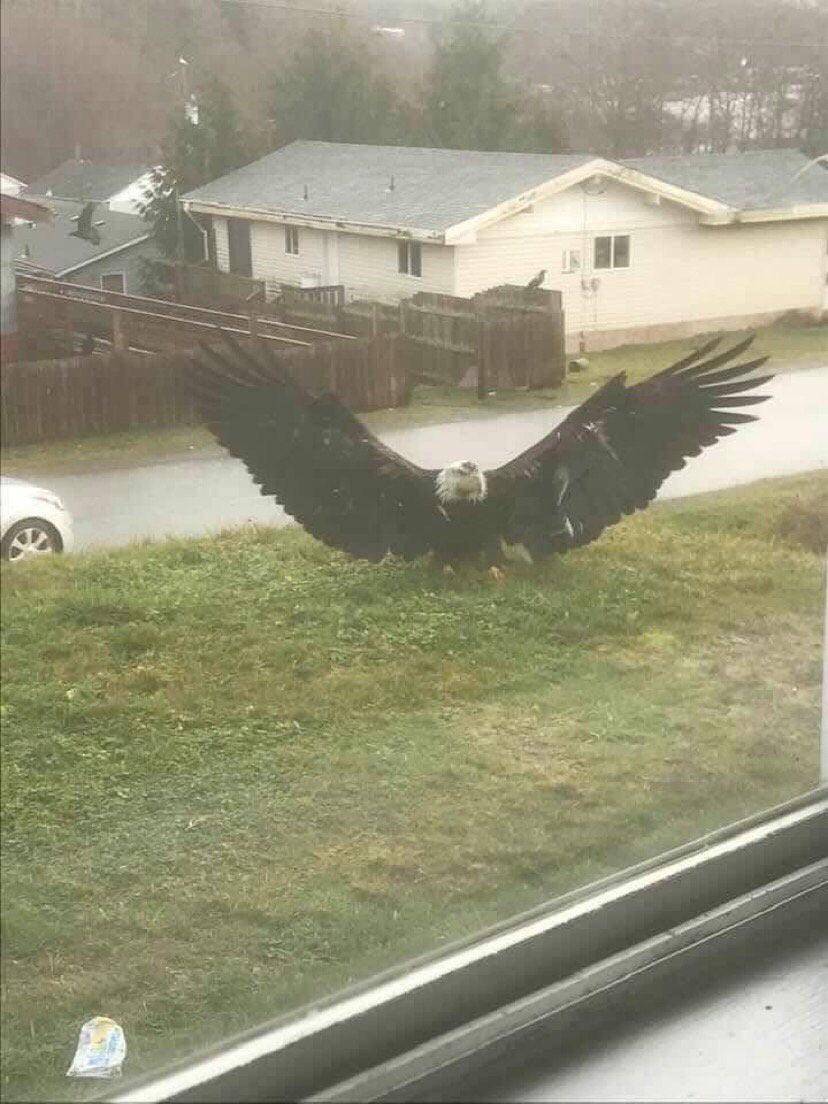 This absolutely massive eagle spreading its wings | Scrolller