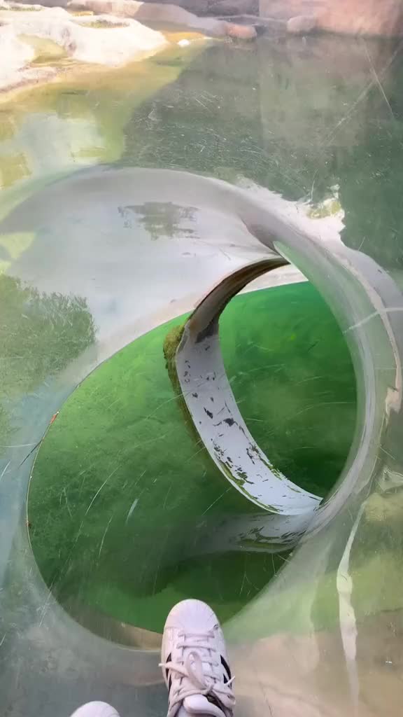 This adorable otter taking a snooze on a waterslide | Scrolller