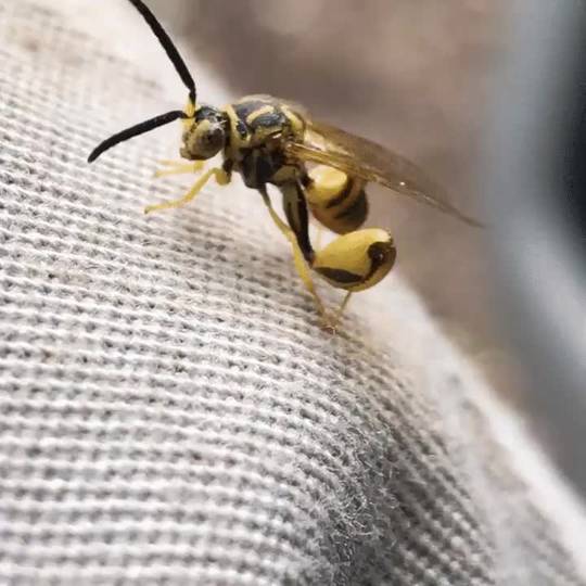 This bizarre wasp landed on me. | Scrolller