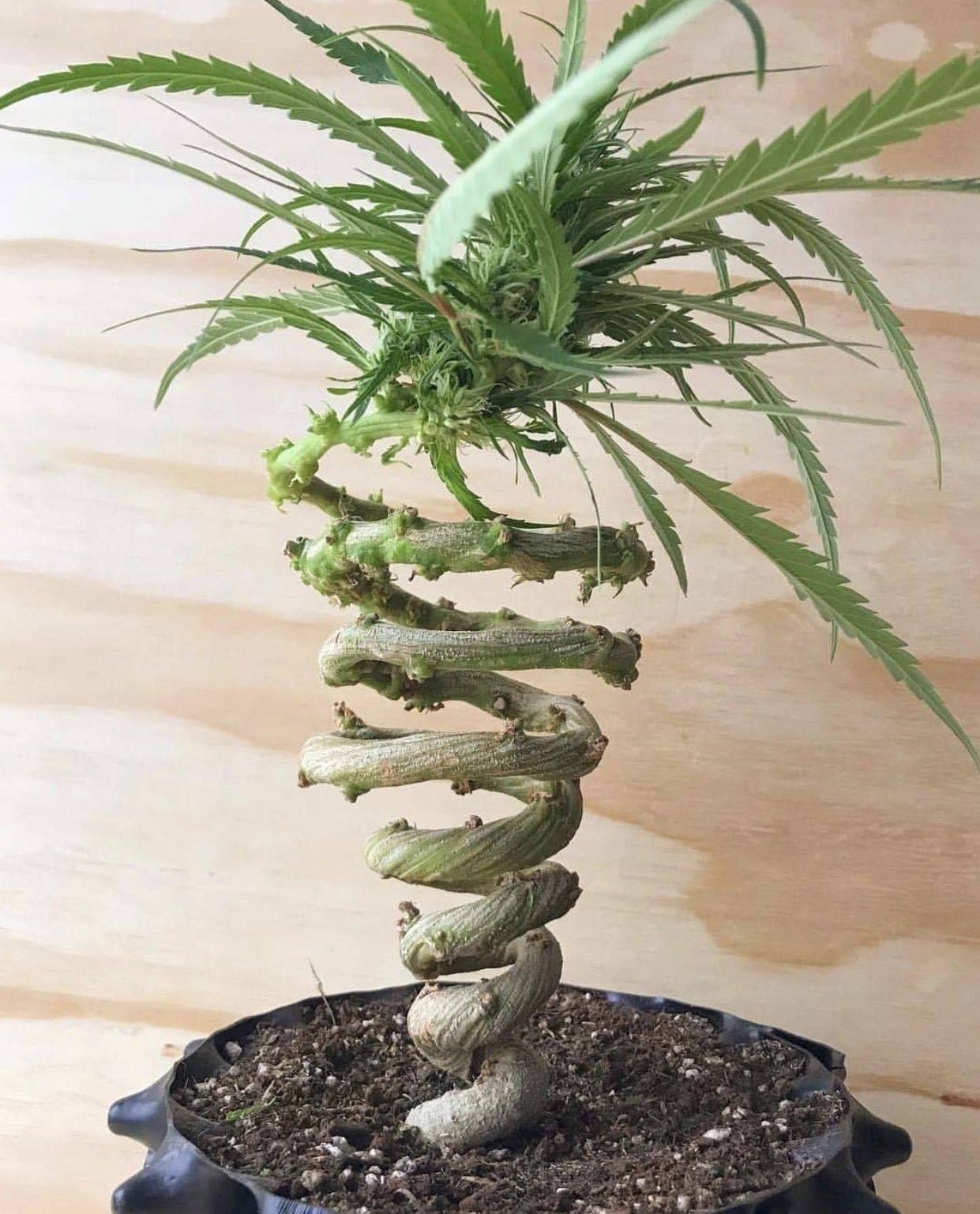 This bonsai marijuana plant | Scrolller