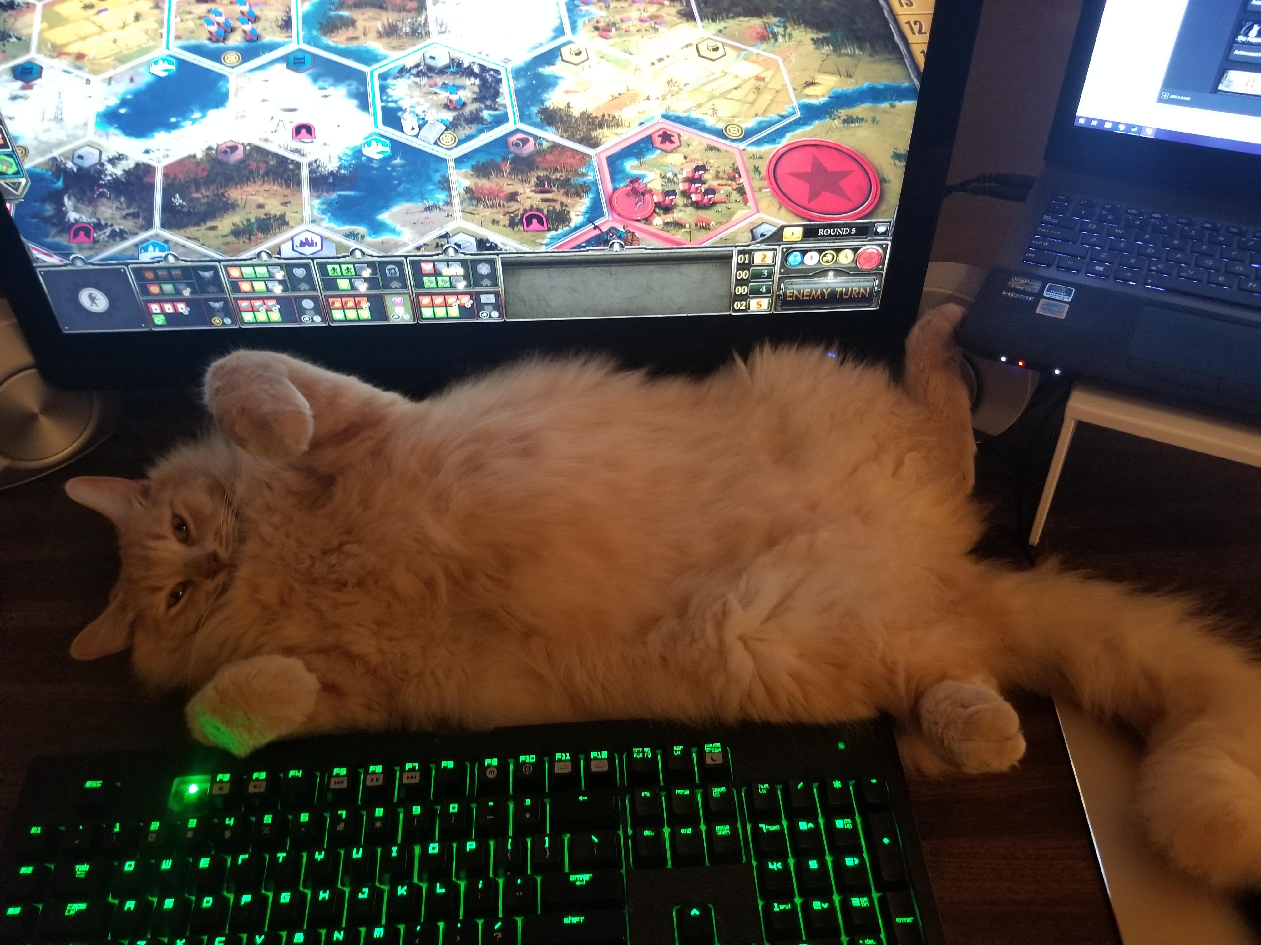 This chonk knows where to lay for maximum tummy rubs. | Scrolller