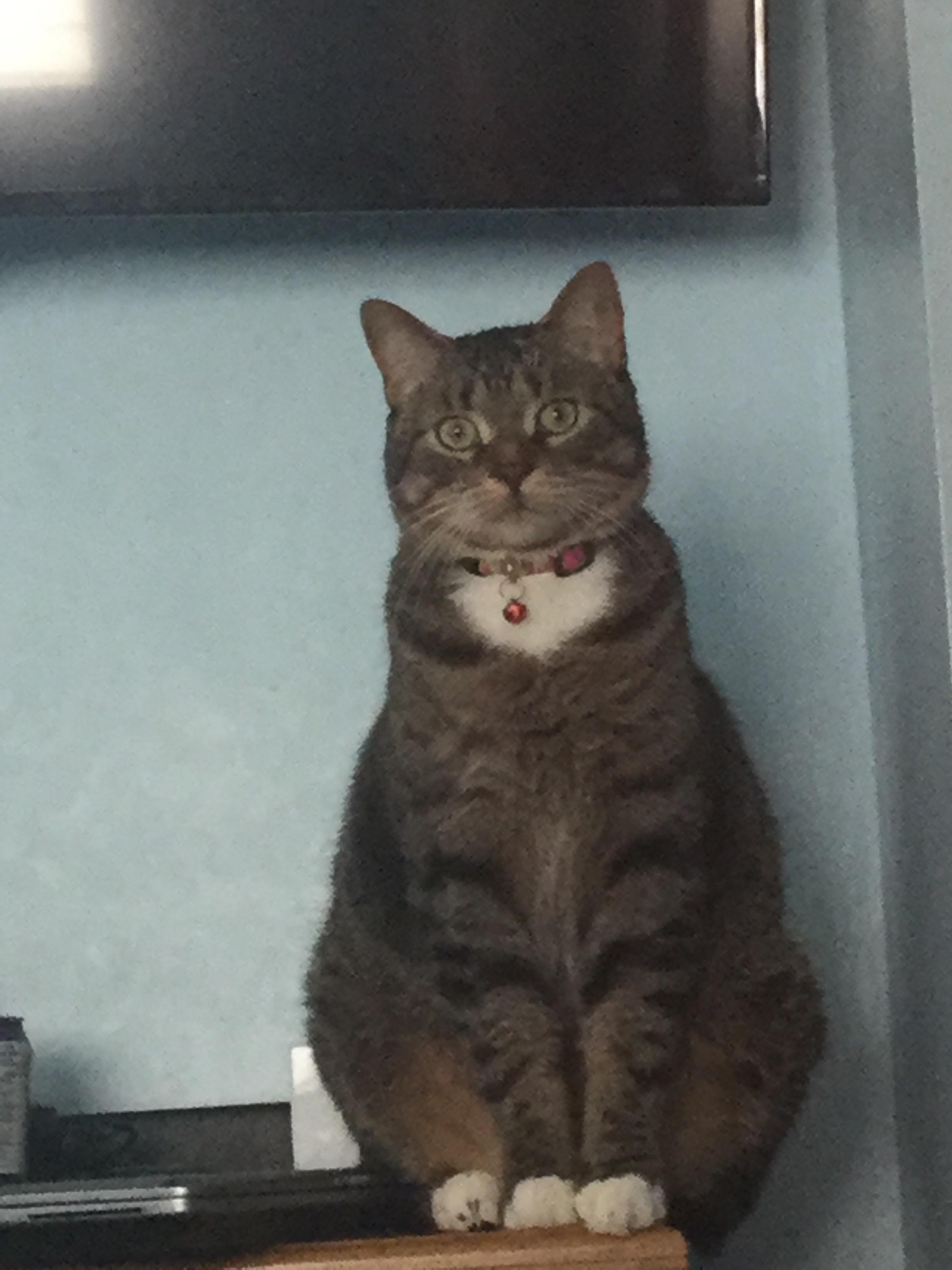 This chonky boy almost knocked over my laptop | Scrolller