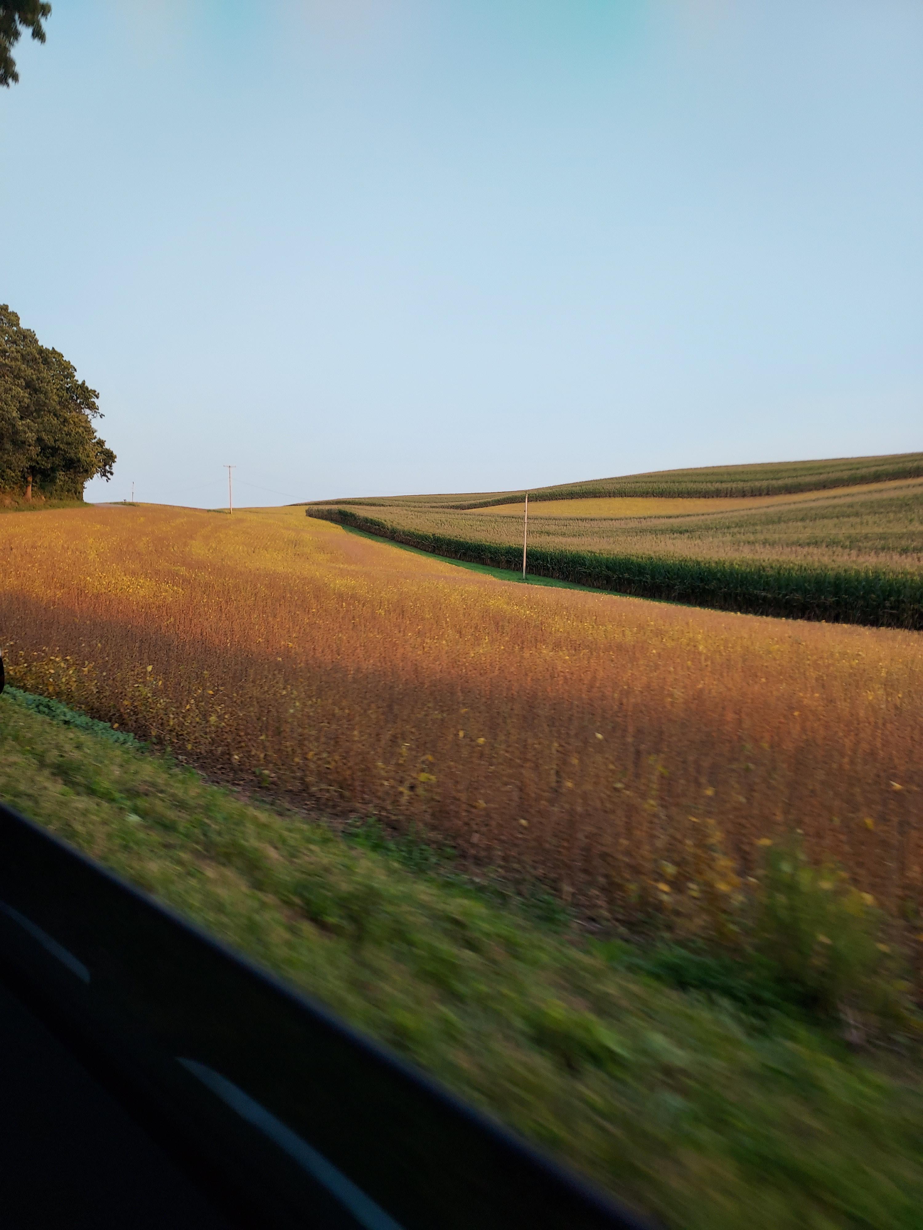 This corn field I drove by | Scrolller