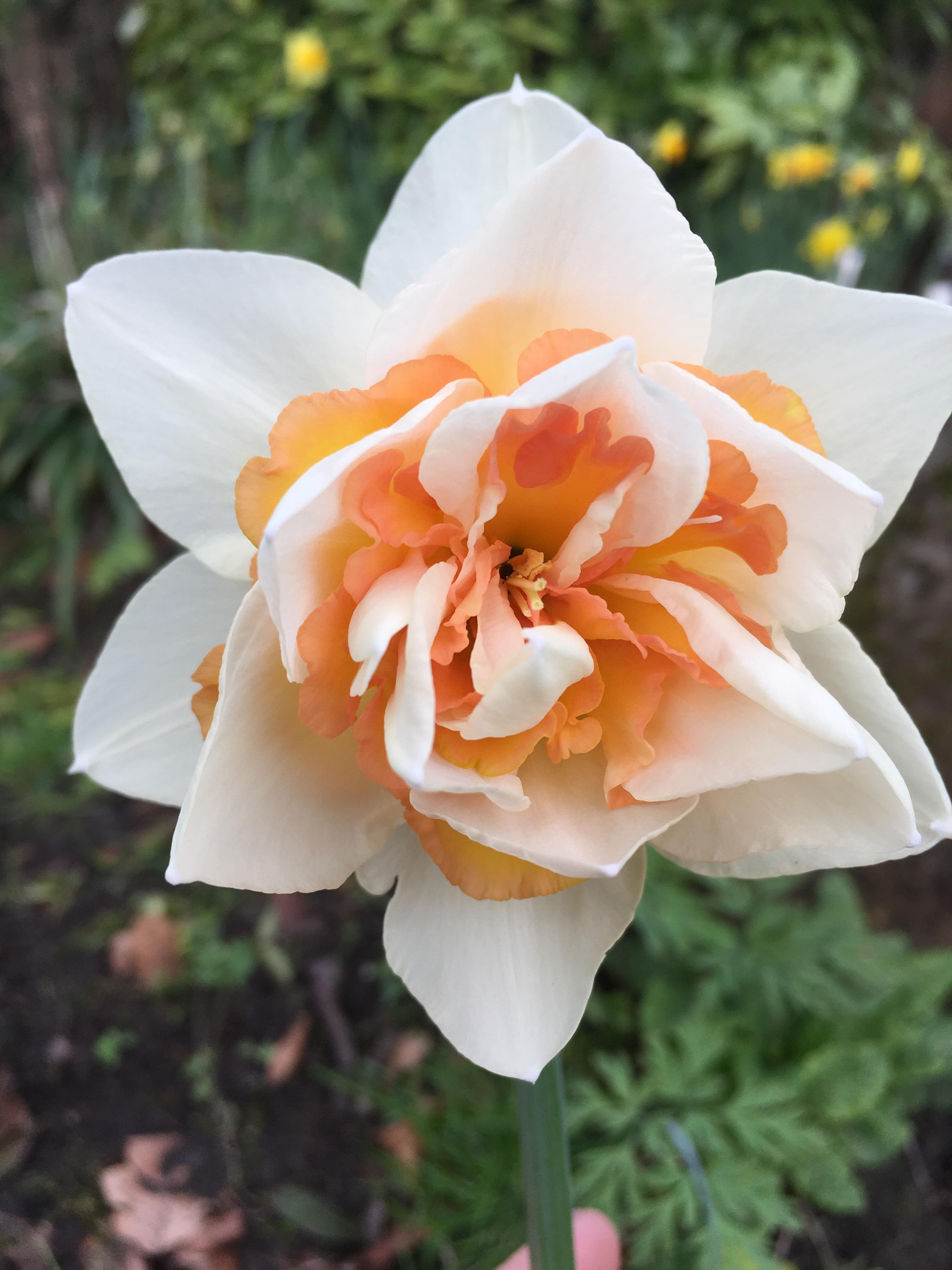 This daffodil ️ | Scrolller