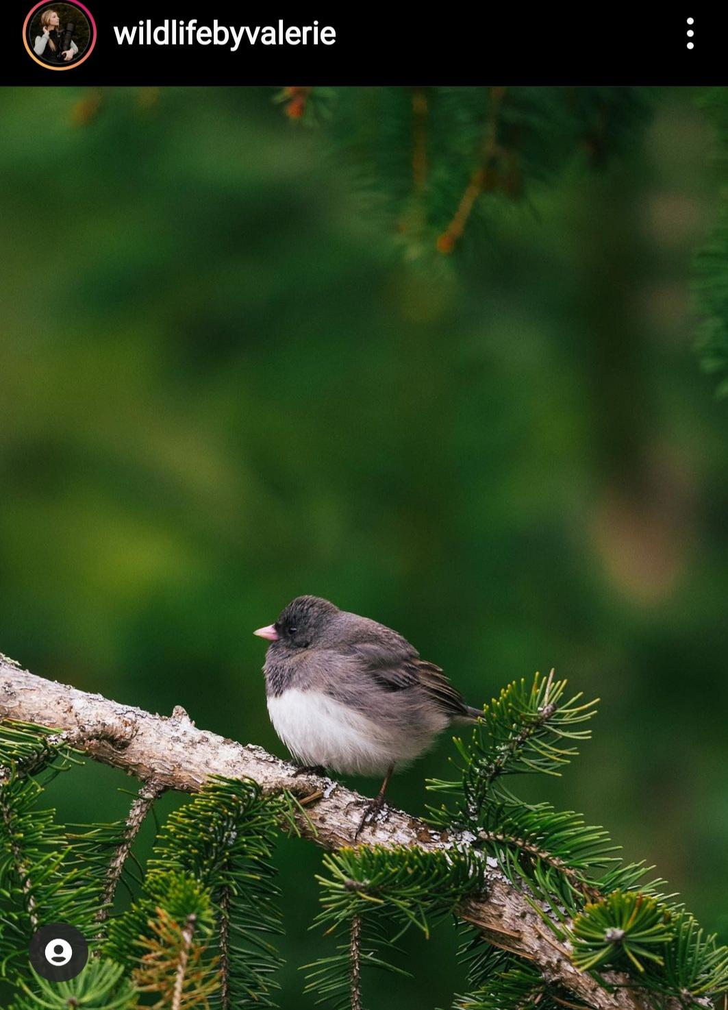This dark-eyed junco fits the bill.. | Scrolller